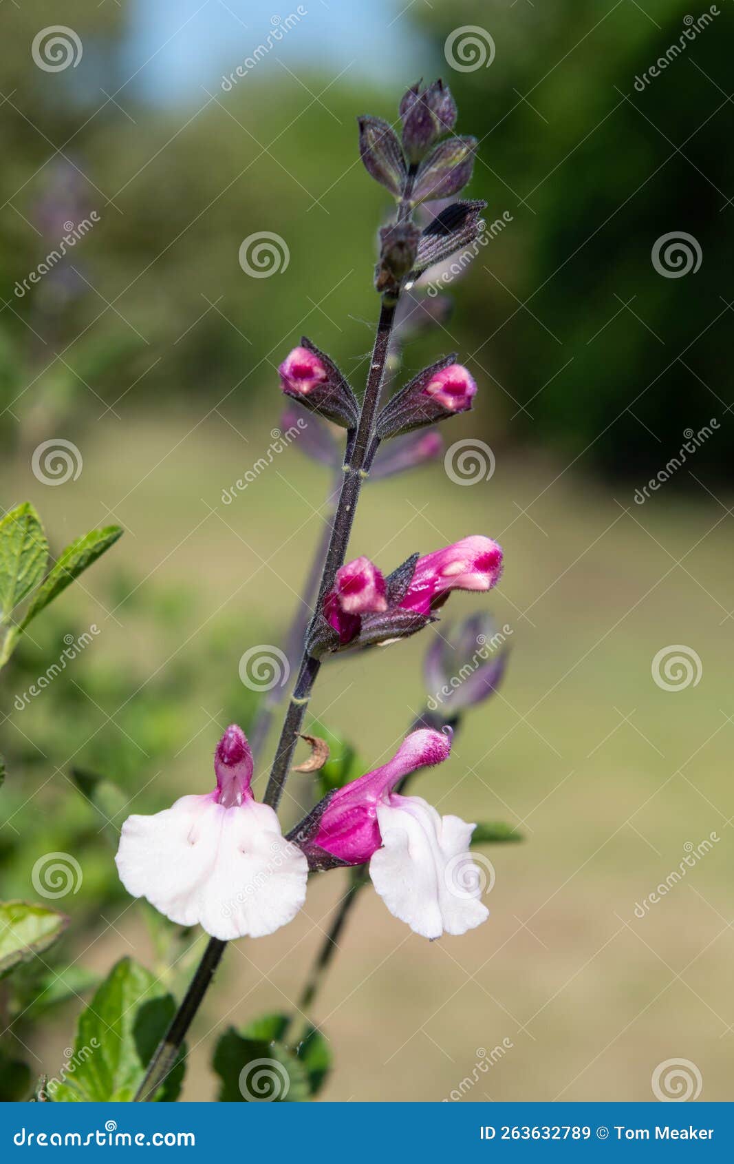 Pink salvia flowers stock image. Image of bright, macro - 263632789