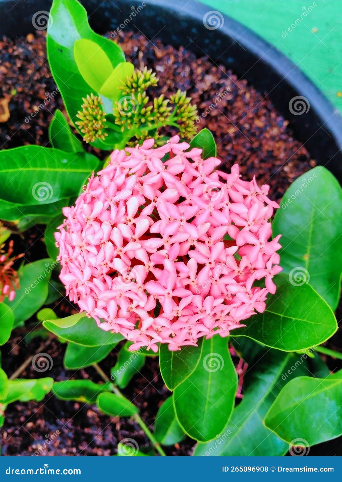 Pink Saraca Asoca Grown in Pots Blooms Evenly Stock Photo - Image of ...