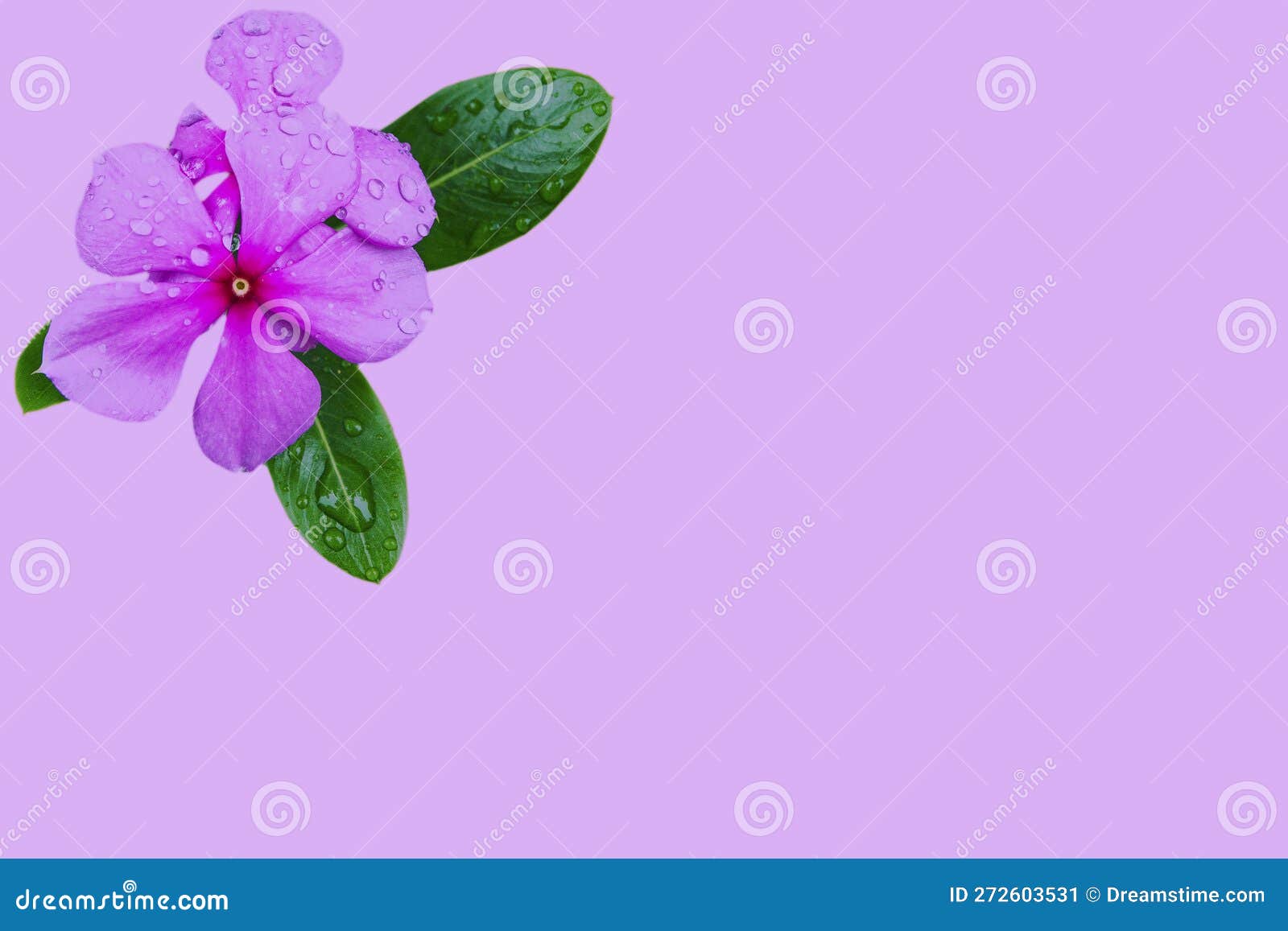 Pink Savam Nari on pink stock image. Image of nari, leaf - 272603531
