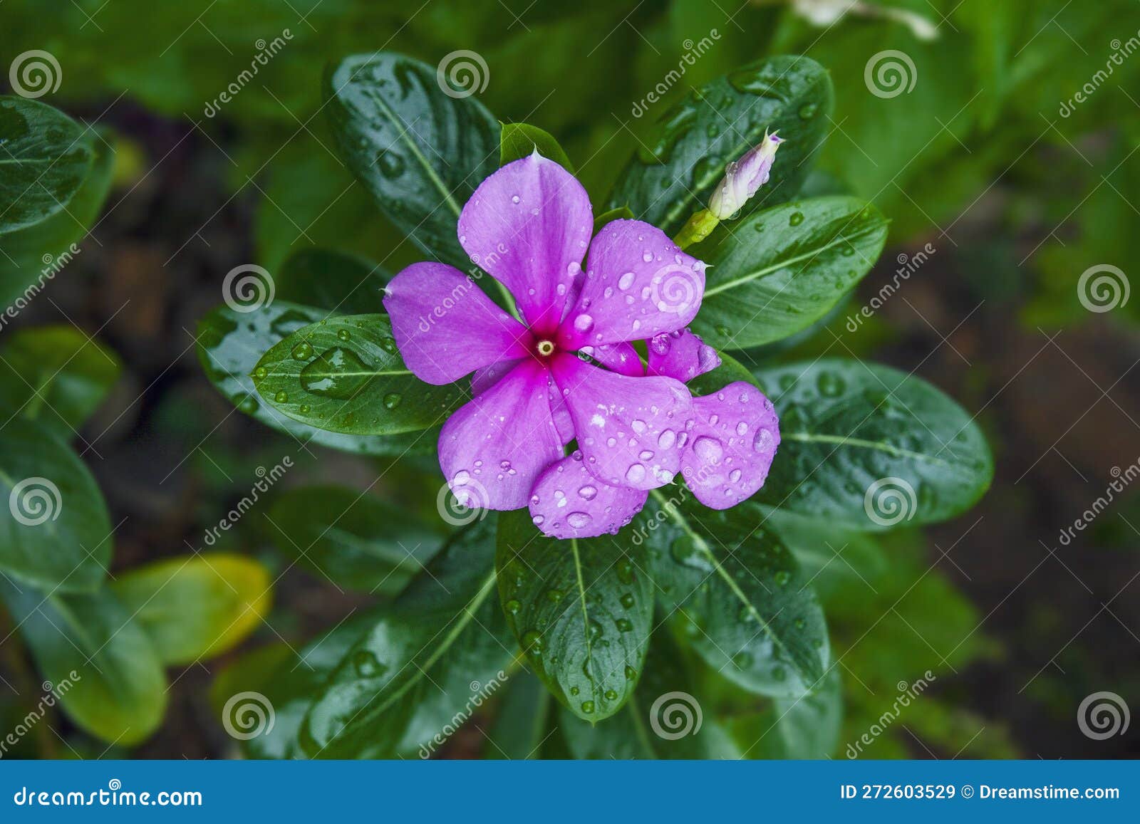 Pink Savam Nari stock image. Image of macro, color, closeup - 272603529