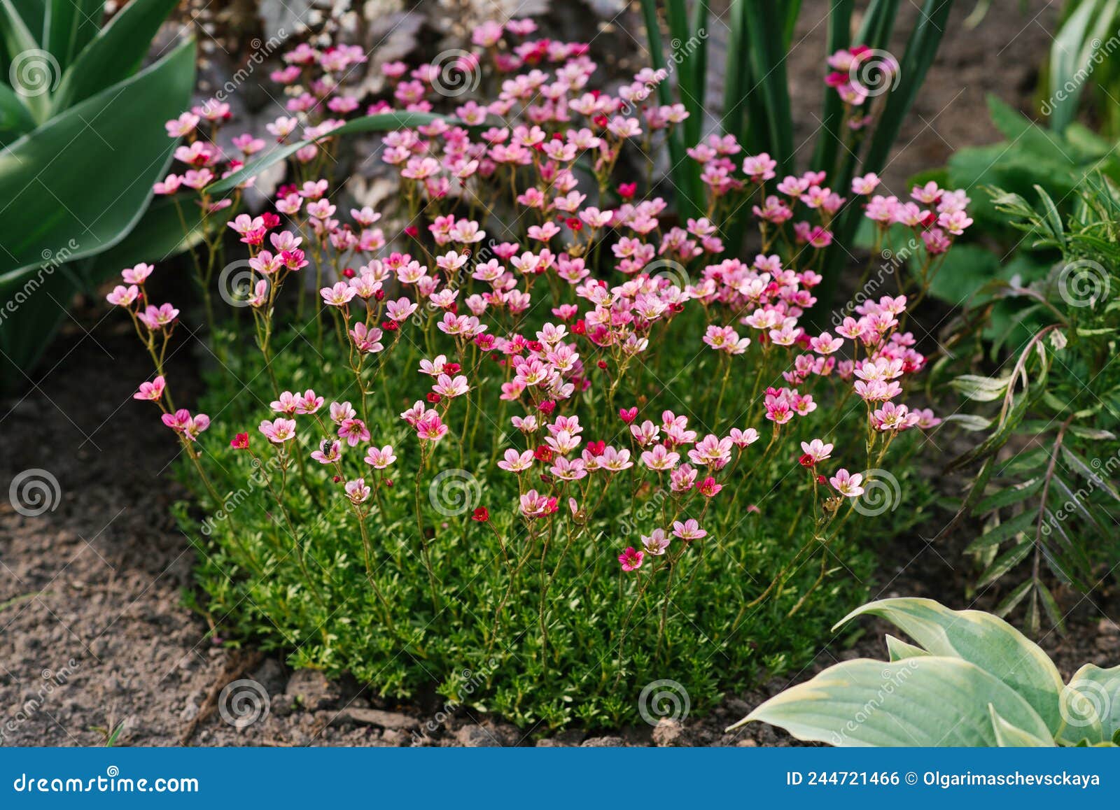 Pink Saxifrage Flowers in Spring in the Garden Stock Photo - Image of ...