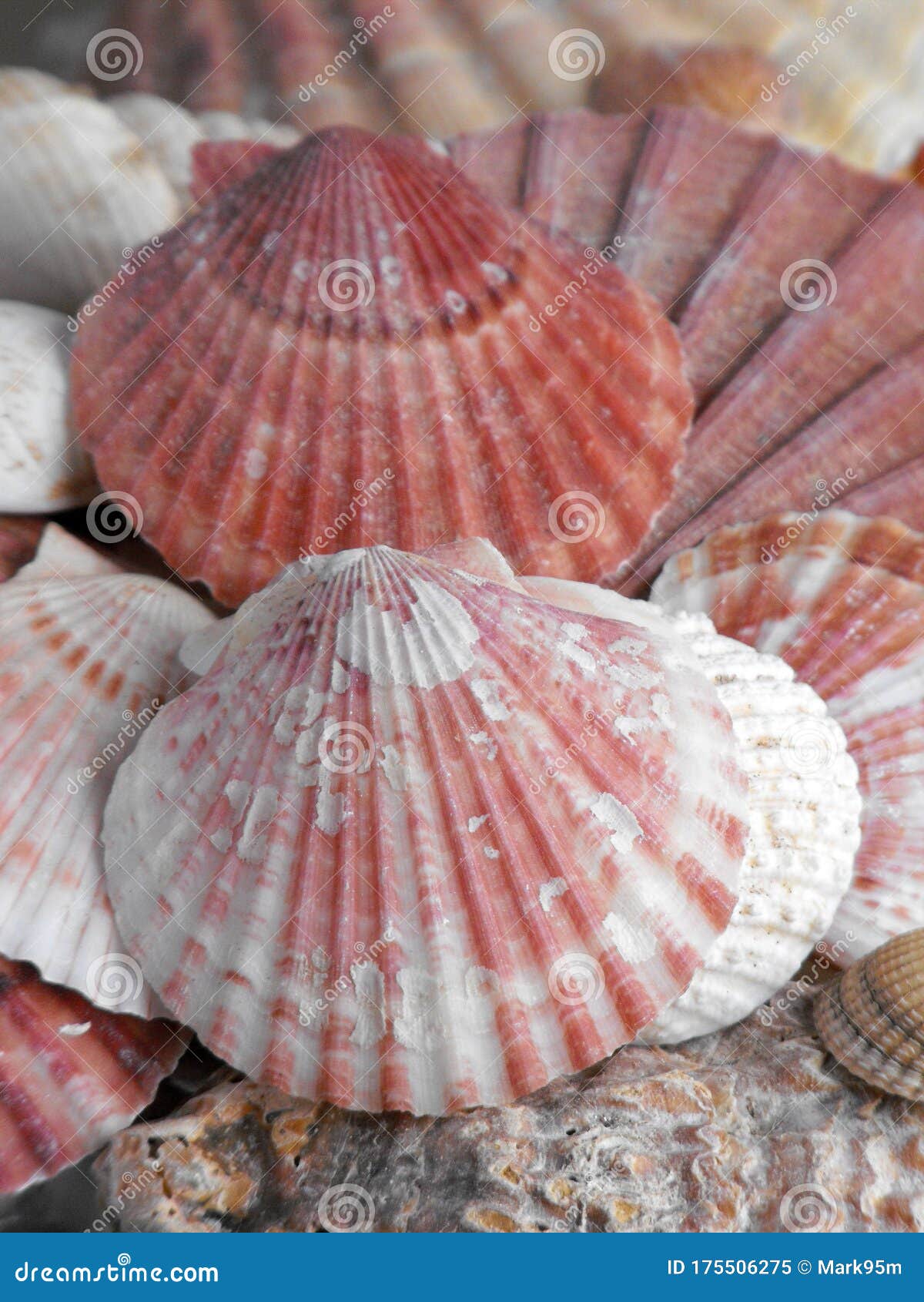 Pink Scallop Shells stock image. Image of abstract, shape - 175506275