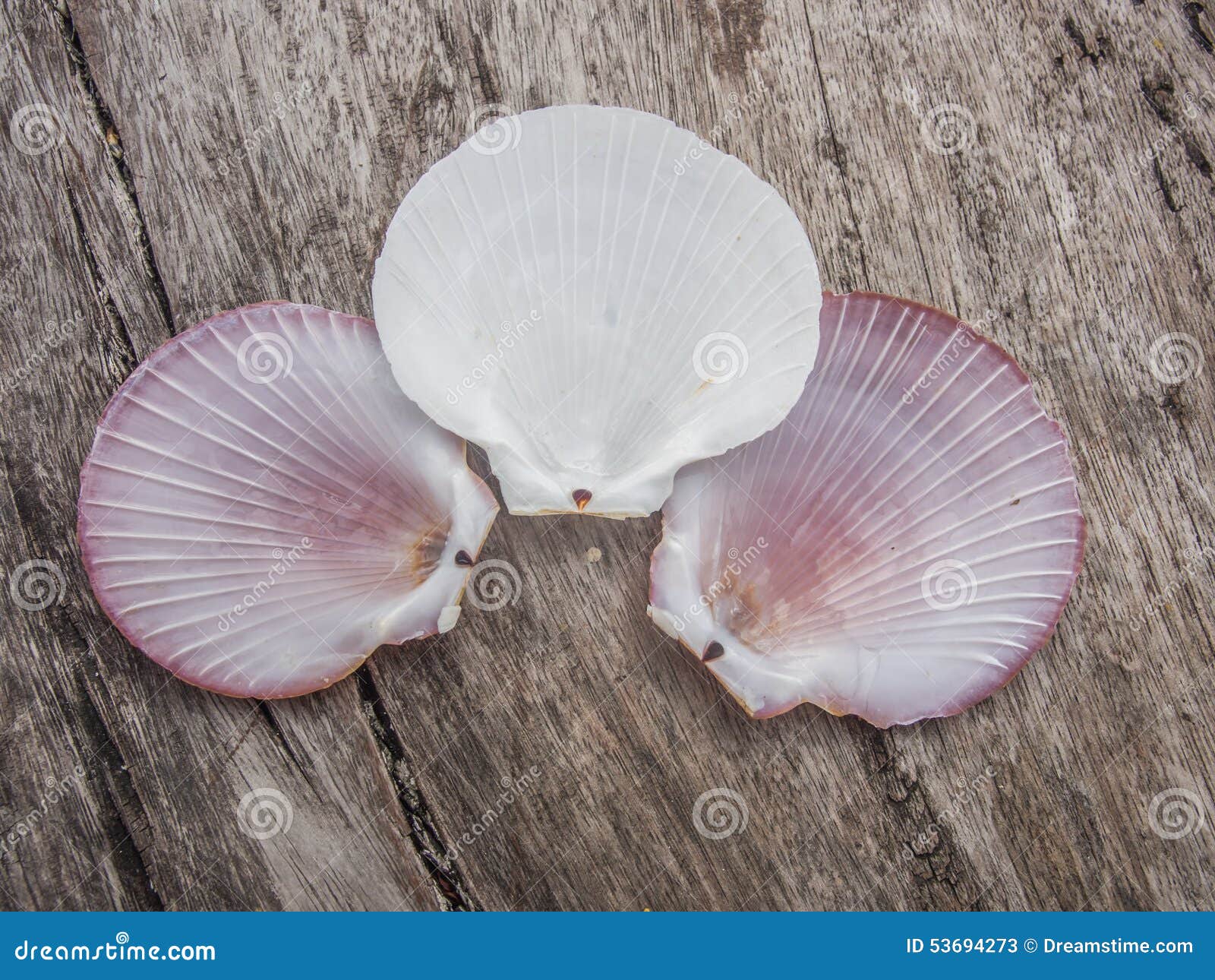 Pink scallops stock image. Image of pectinidae, star - 53694273