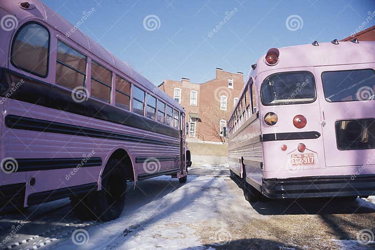 Pink school buses editorial photography. Image of parked - 23162192