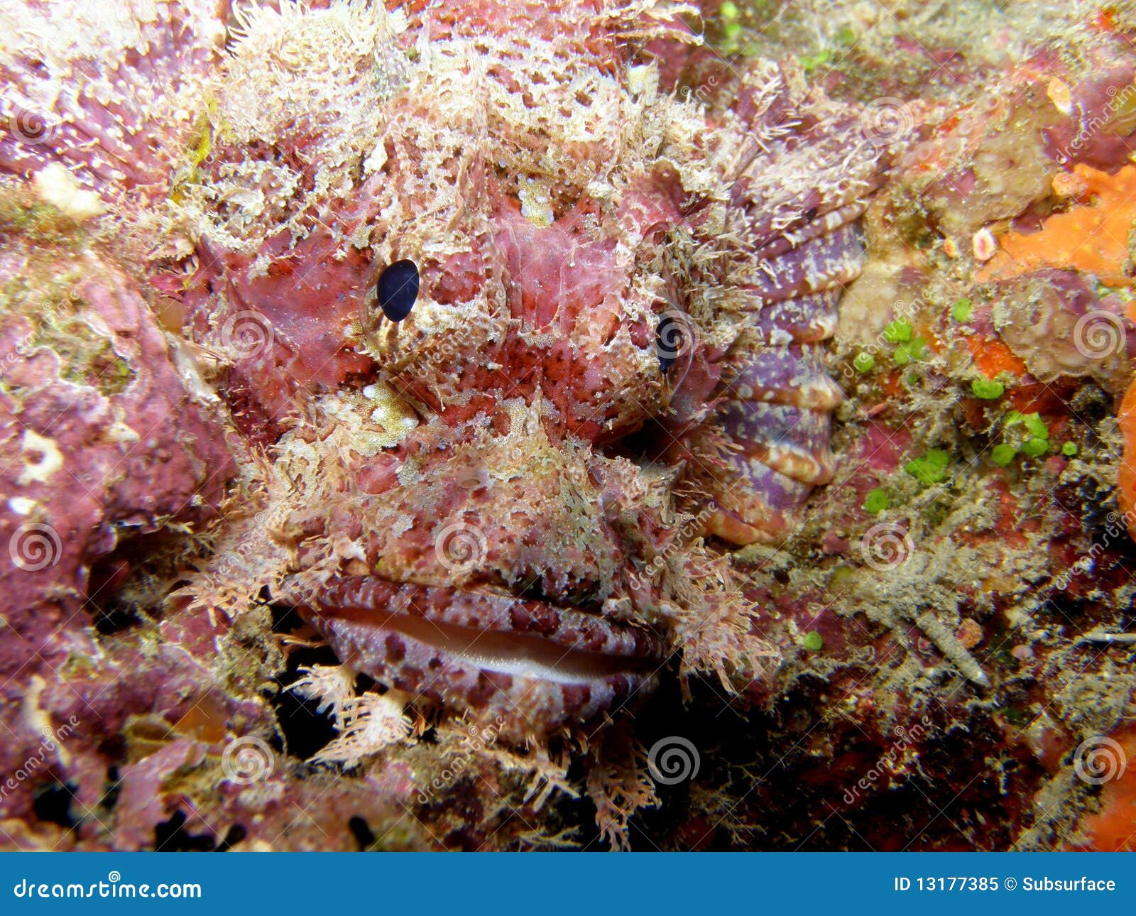 Pink Scorpionfish Fiji stock image. Image of fish, marine - 13177385