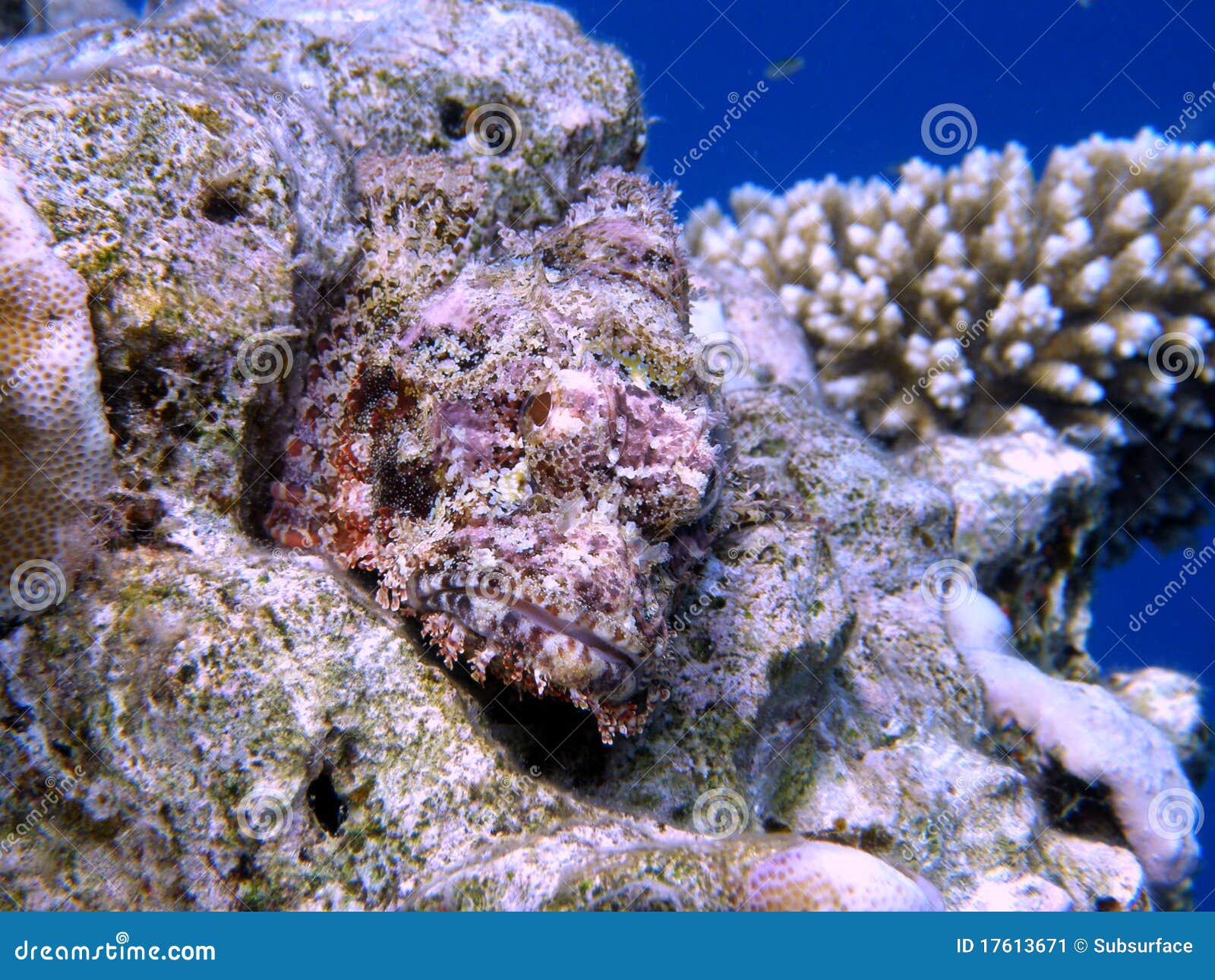 Pink Scorpionfish Red Sea stock image. Image of life - 17613671