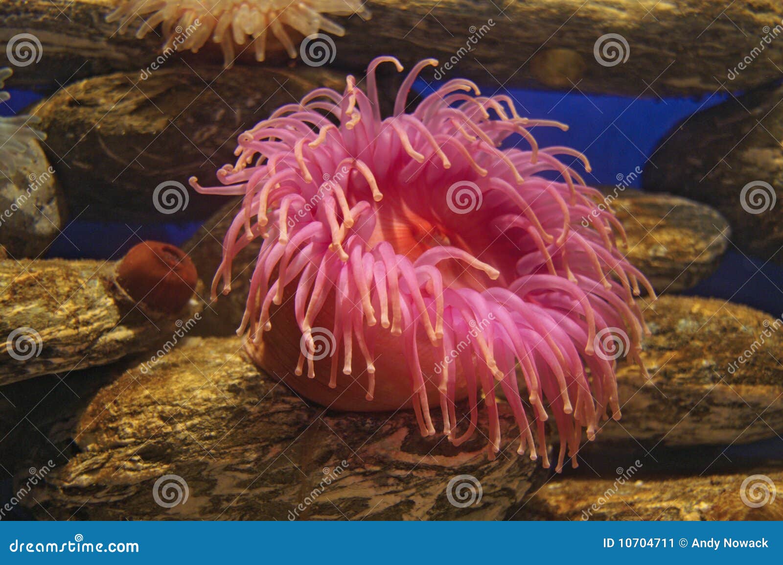 Pink Sea Anemone Species