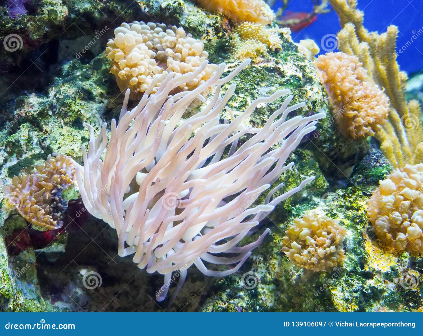 Pink Sea Anemone Polyps in Underwater Sea Stock Image - Image of plant ...