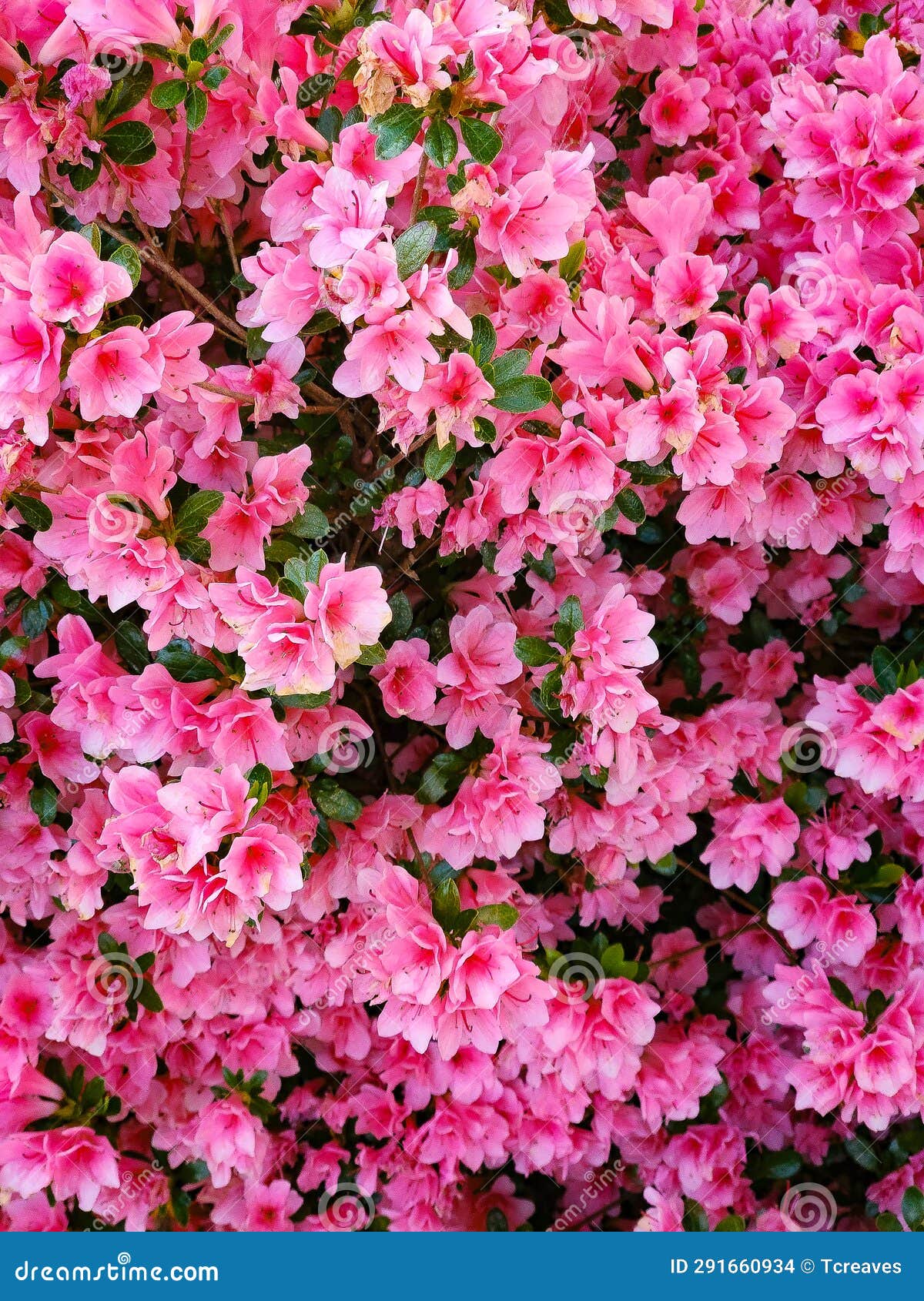 Pink Sea of Flowers stock photo. Image of garden, backgrounds - 291660934