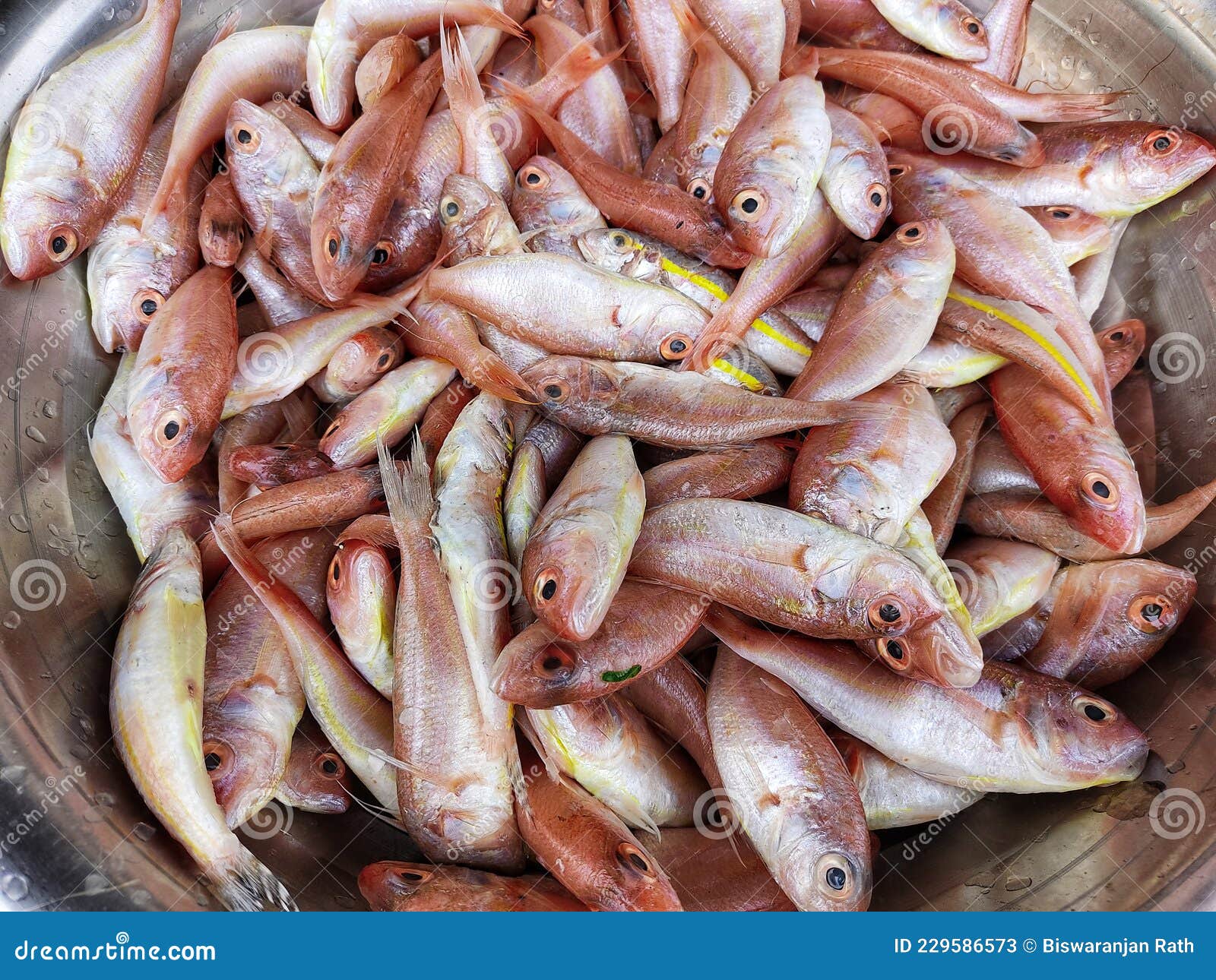 Pink Sea Bream Fish in a Container Ready for Cooking in Restaurant ...
