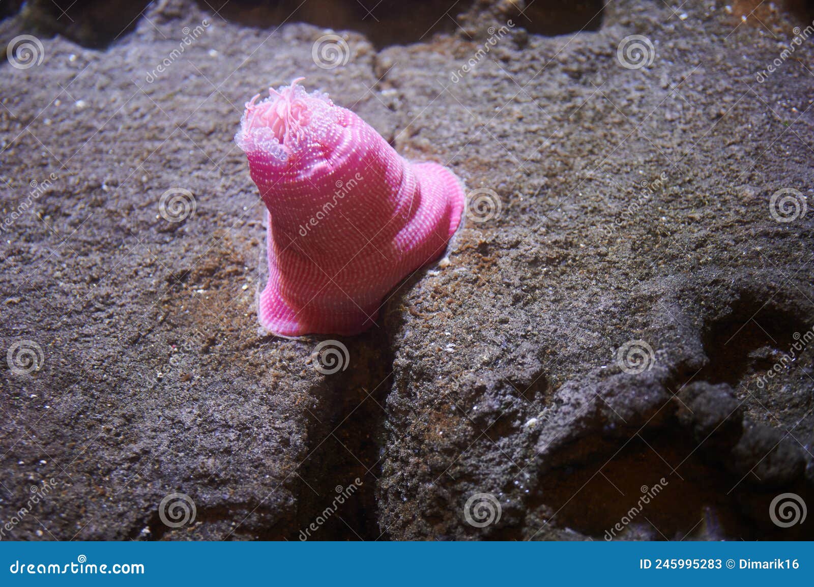 Pink sea polyp stock image. Image of living, pacific - 245995283