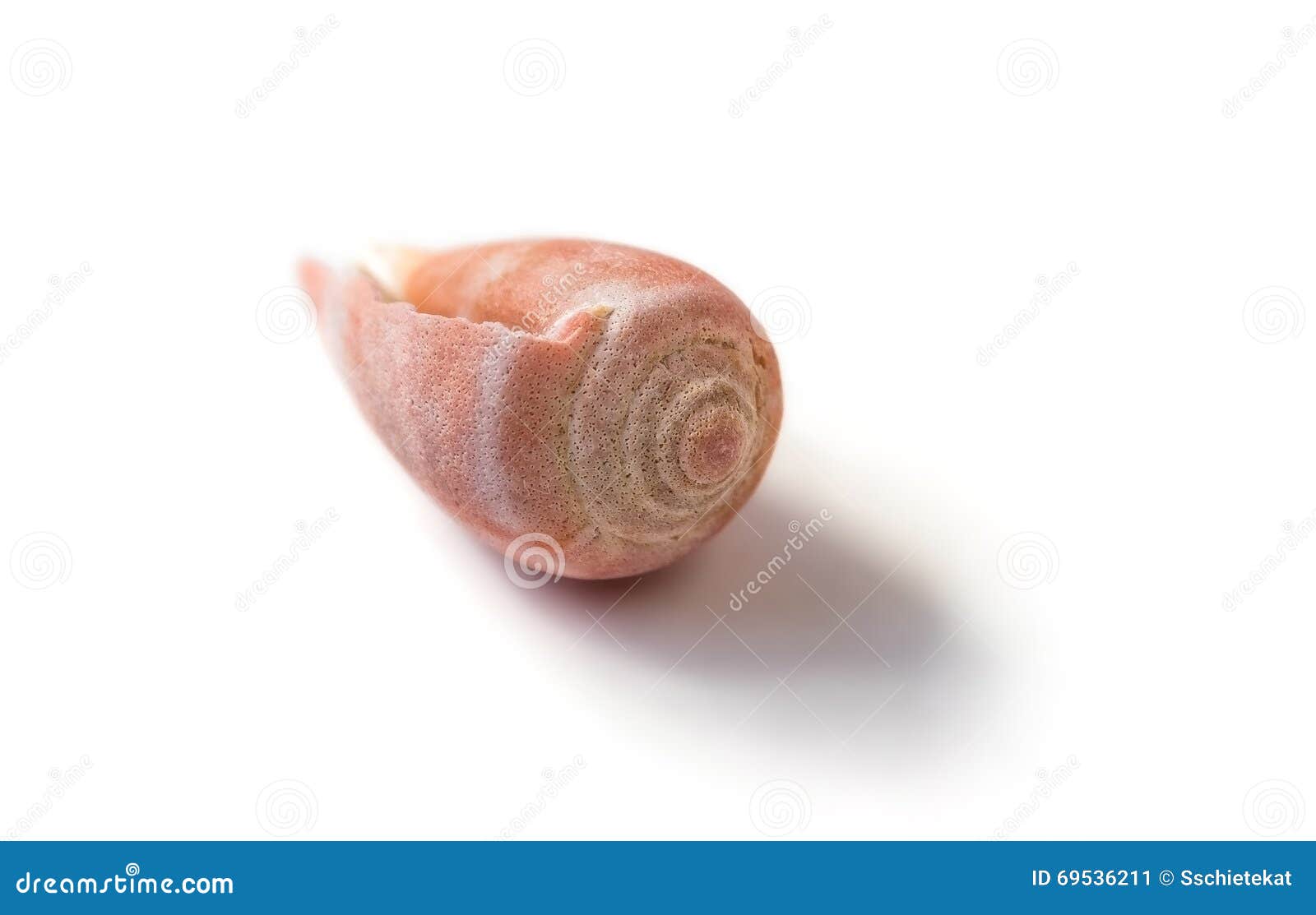 Pink sea shell stock image. Image of shell, beautiful - 69536211