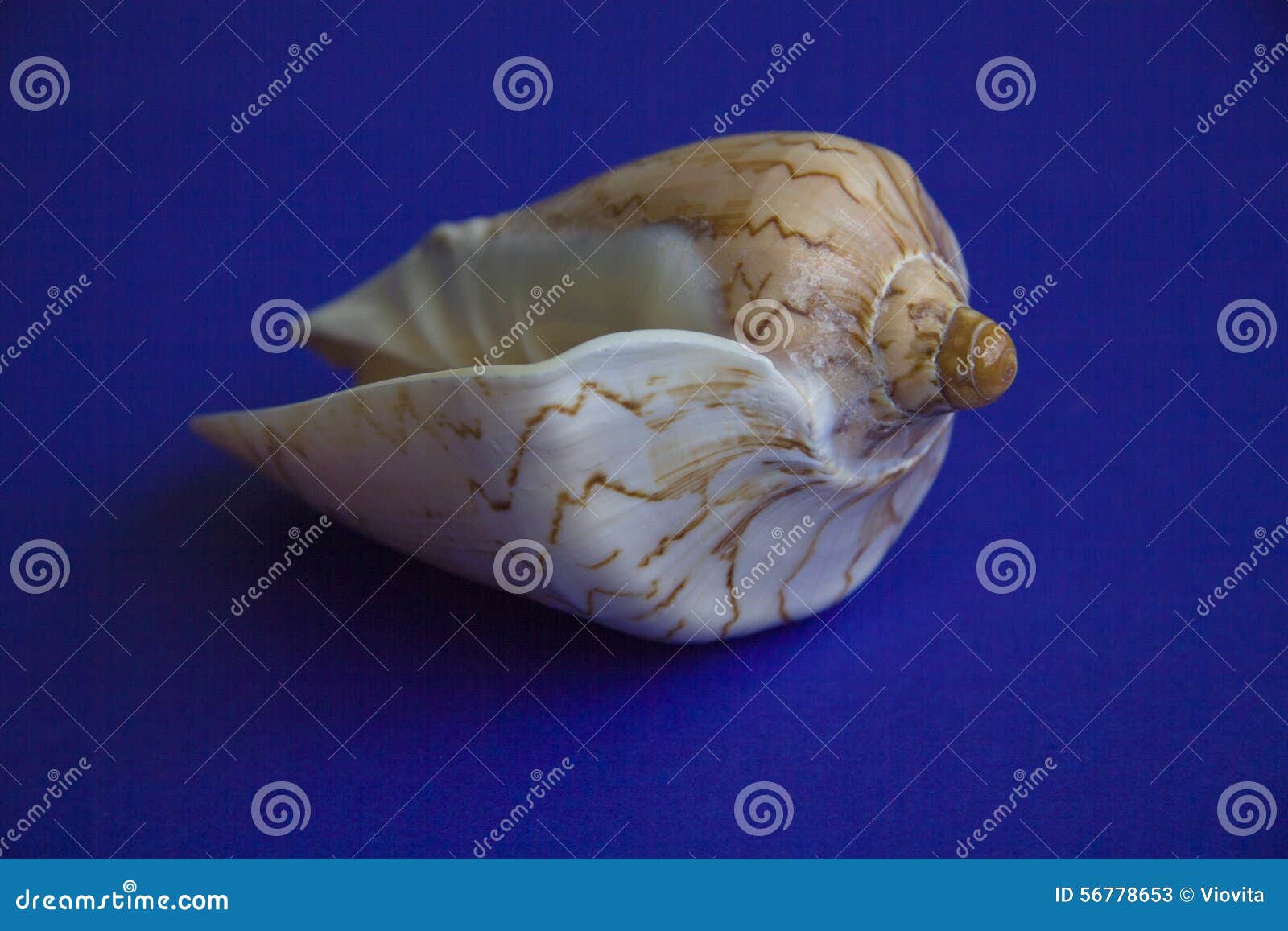 Pink Sea Shells with Large Copy Space Stock Image - Image of nature ...