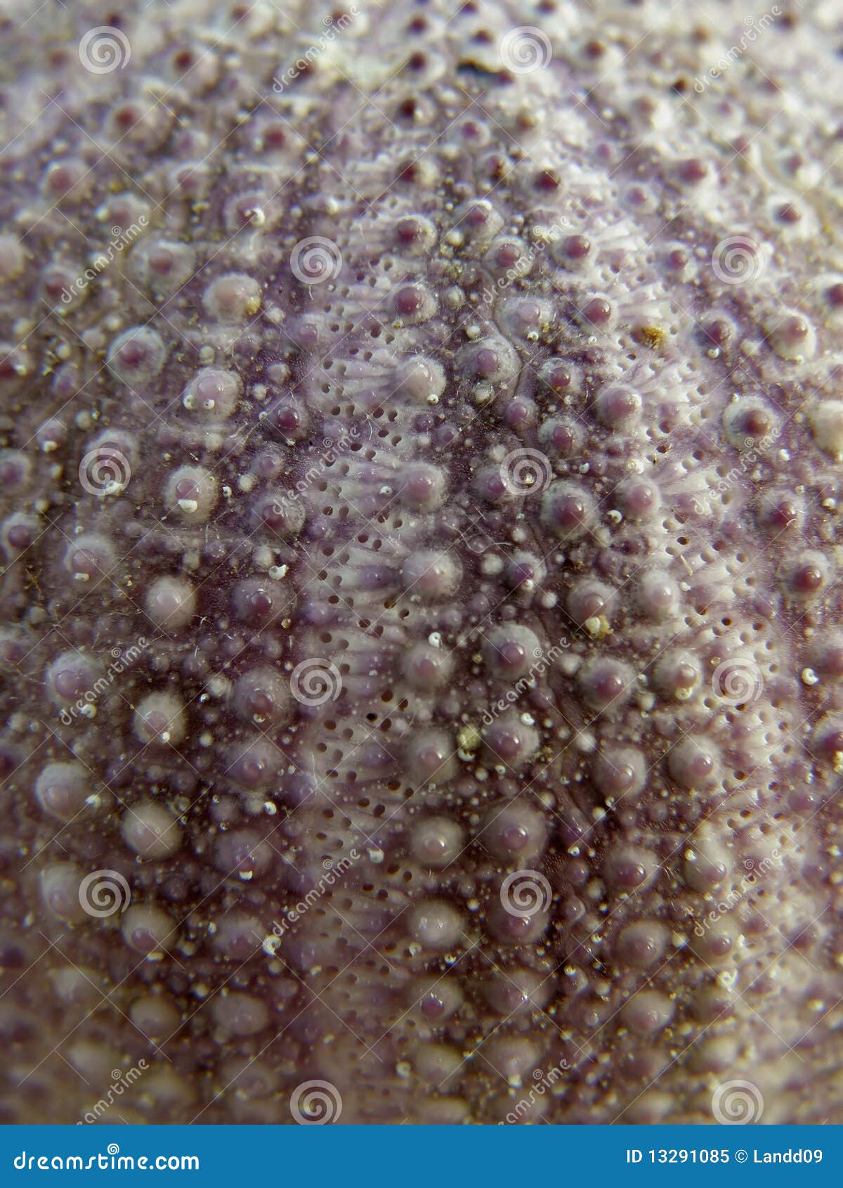 Pink sea urchin texture stock image. Image of animal - 13291085