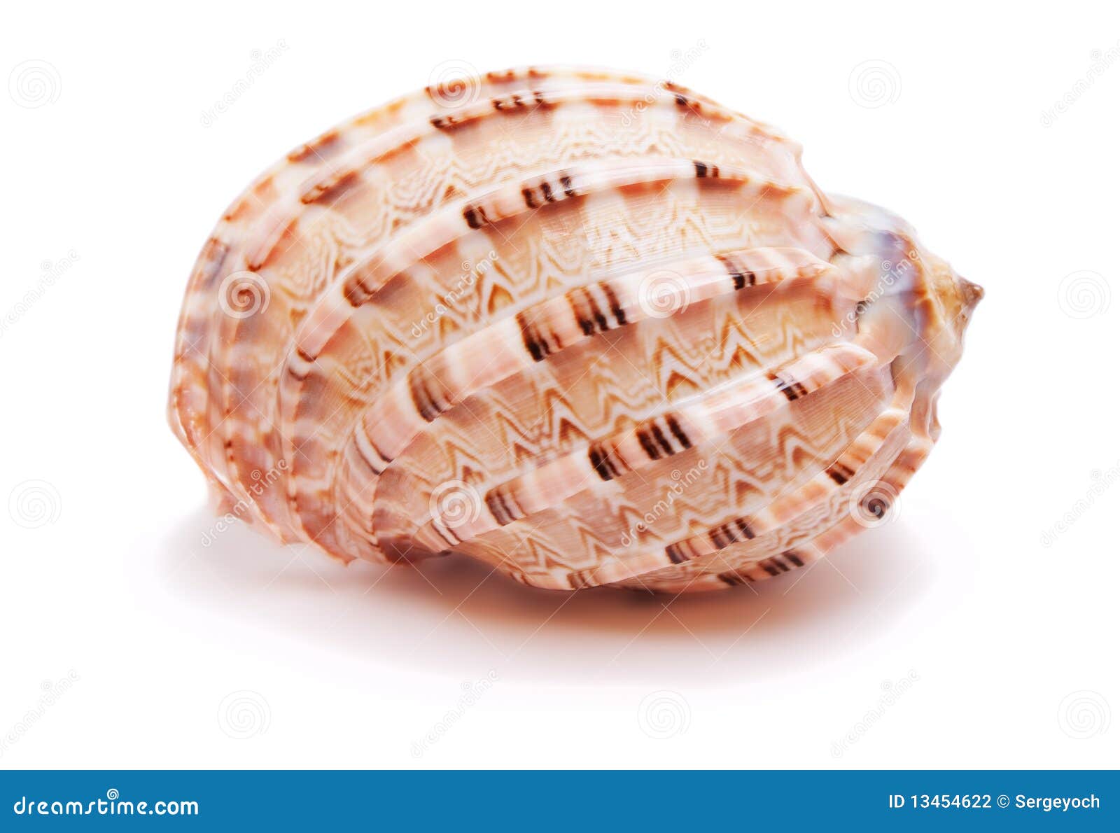 Pink Seashell isolated stock photo. Image of mollusc - 13454622
