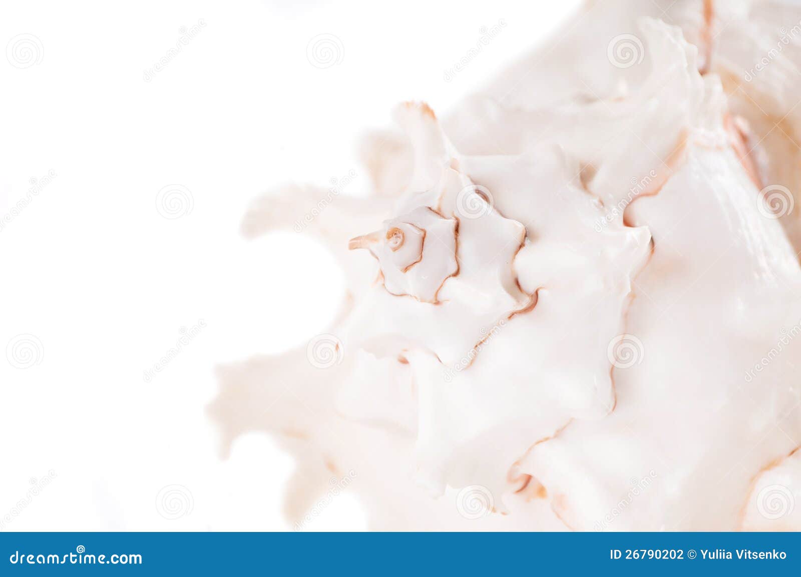 Pink seashell isolated stock photo. Image of decorative - 26790202