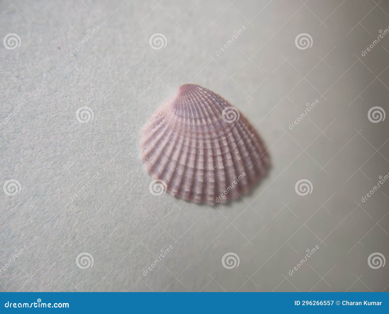 A Pink Seashell Sitting on a White Surface. Stock Image - Image of ...