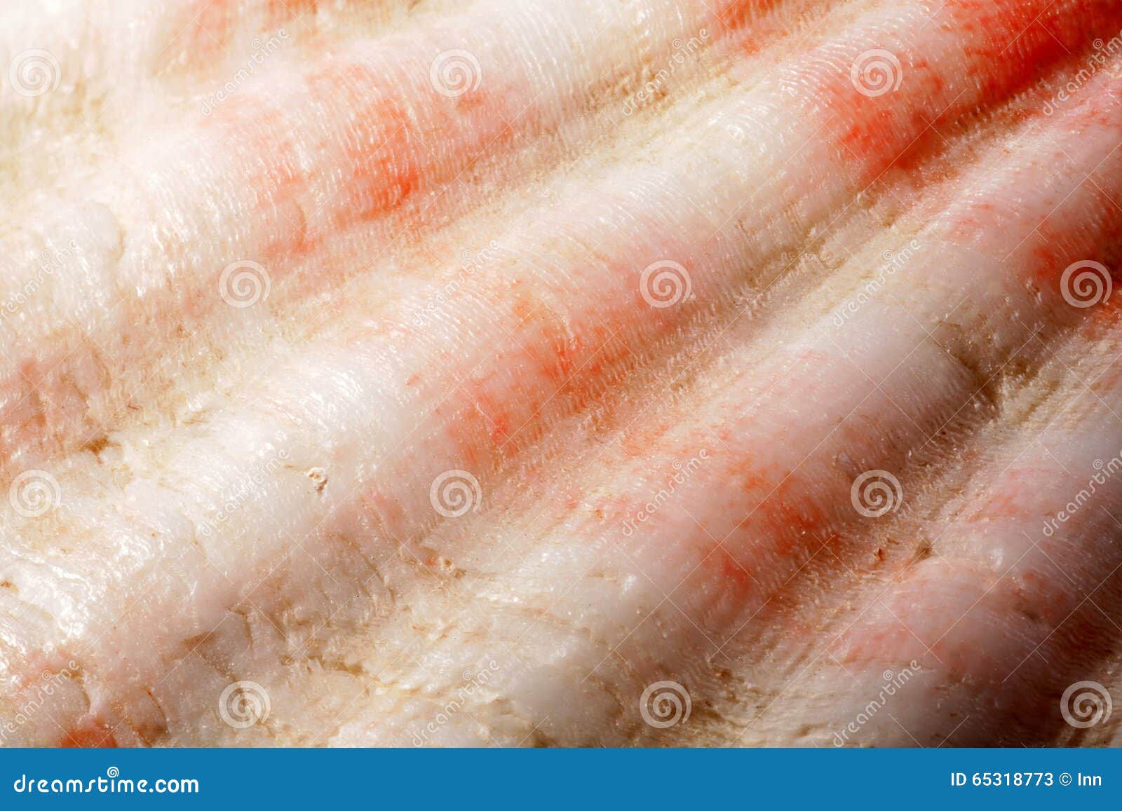 Pink Seashell Texture Closeup Stock Image - Image of closeup, object ...