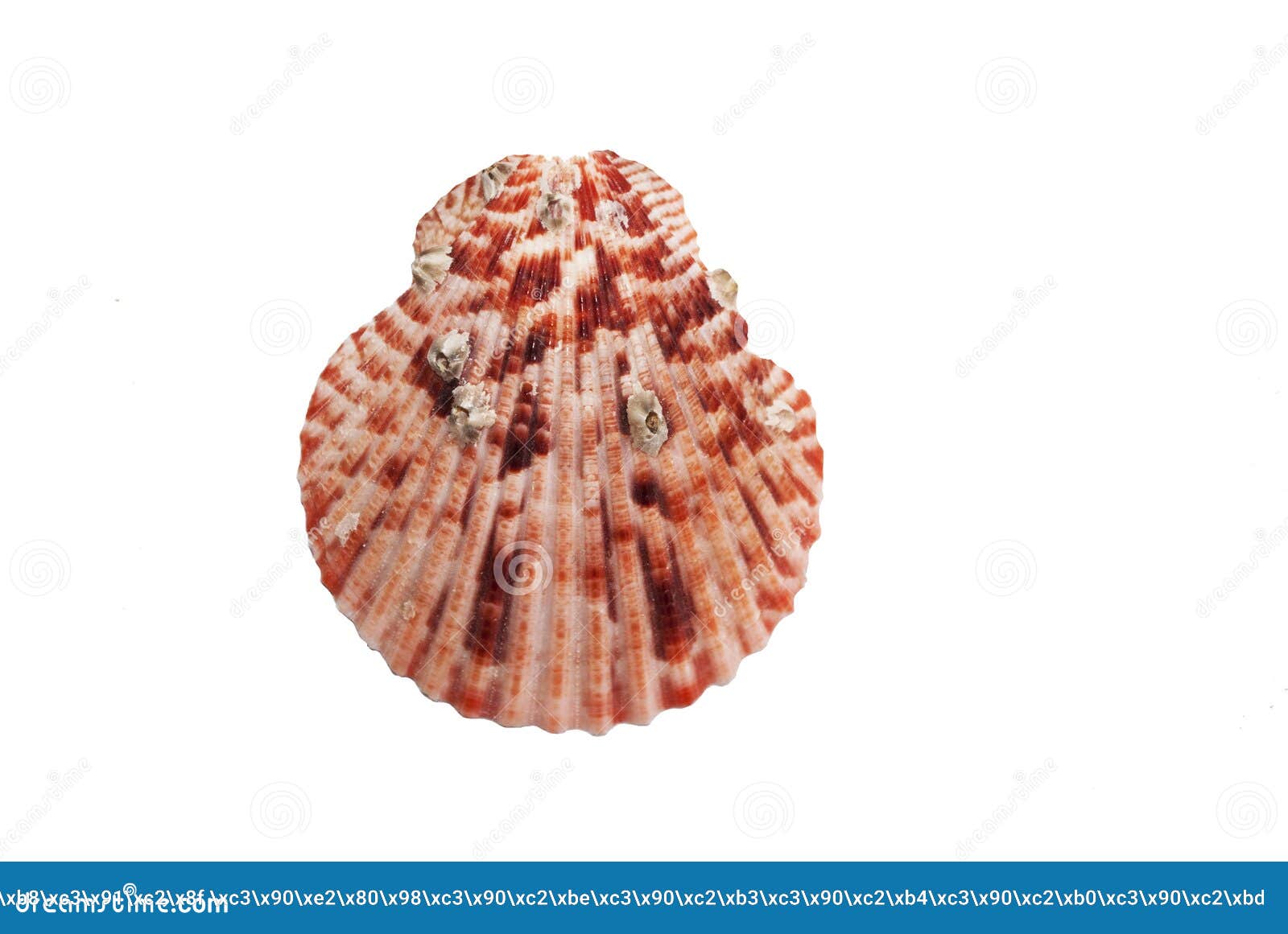 Pink Seashell on a White Background. Isolate Stock Image - Image of ...