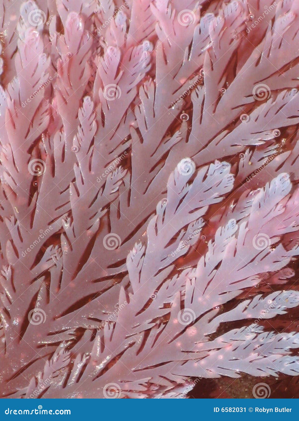 Pink Seaweed On Waipu Beach, New Zealand Royalty-Free Stock Image ...