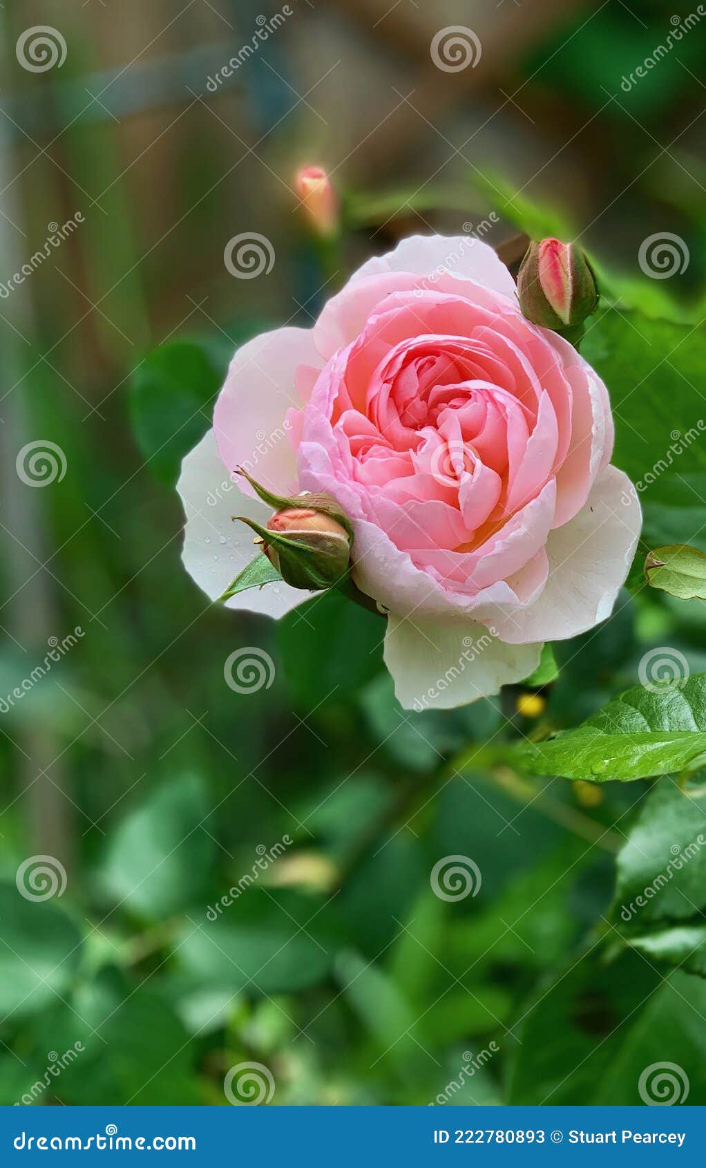 Pink on Pink: the Secrets Inside a Rose Stock Image - Image of dusky ...