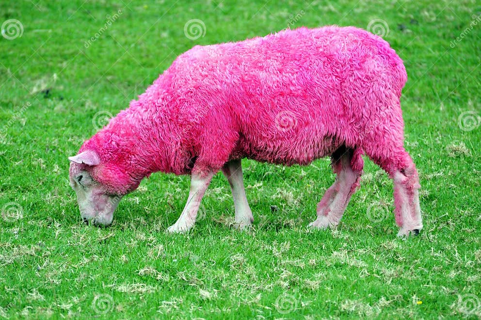 Pink Sheep stock photo. Image of kiwi, farming, colored - 22158286