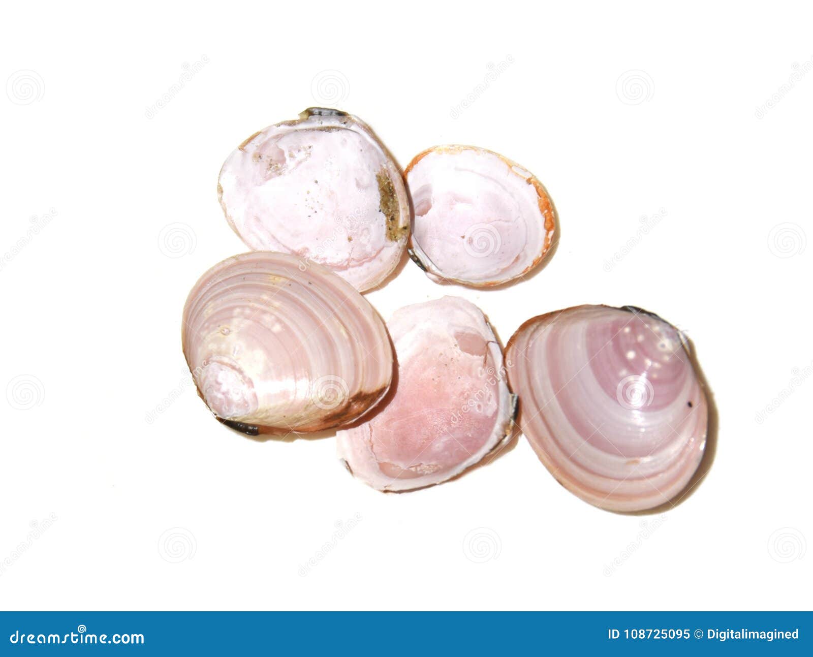 Pink shell Baltic macoma stock image. Image of marine - 108725095