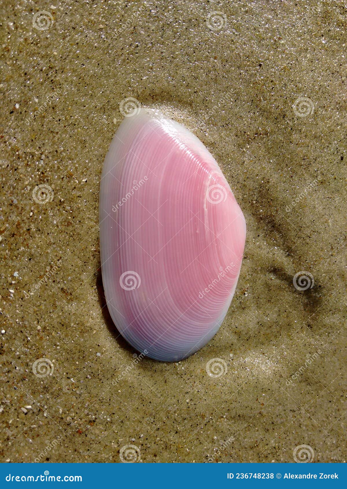 Pink shell on beach sand stock photo. Image of animals - 236748238