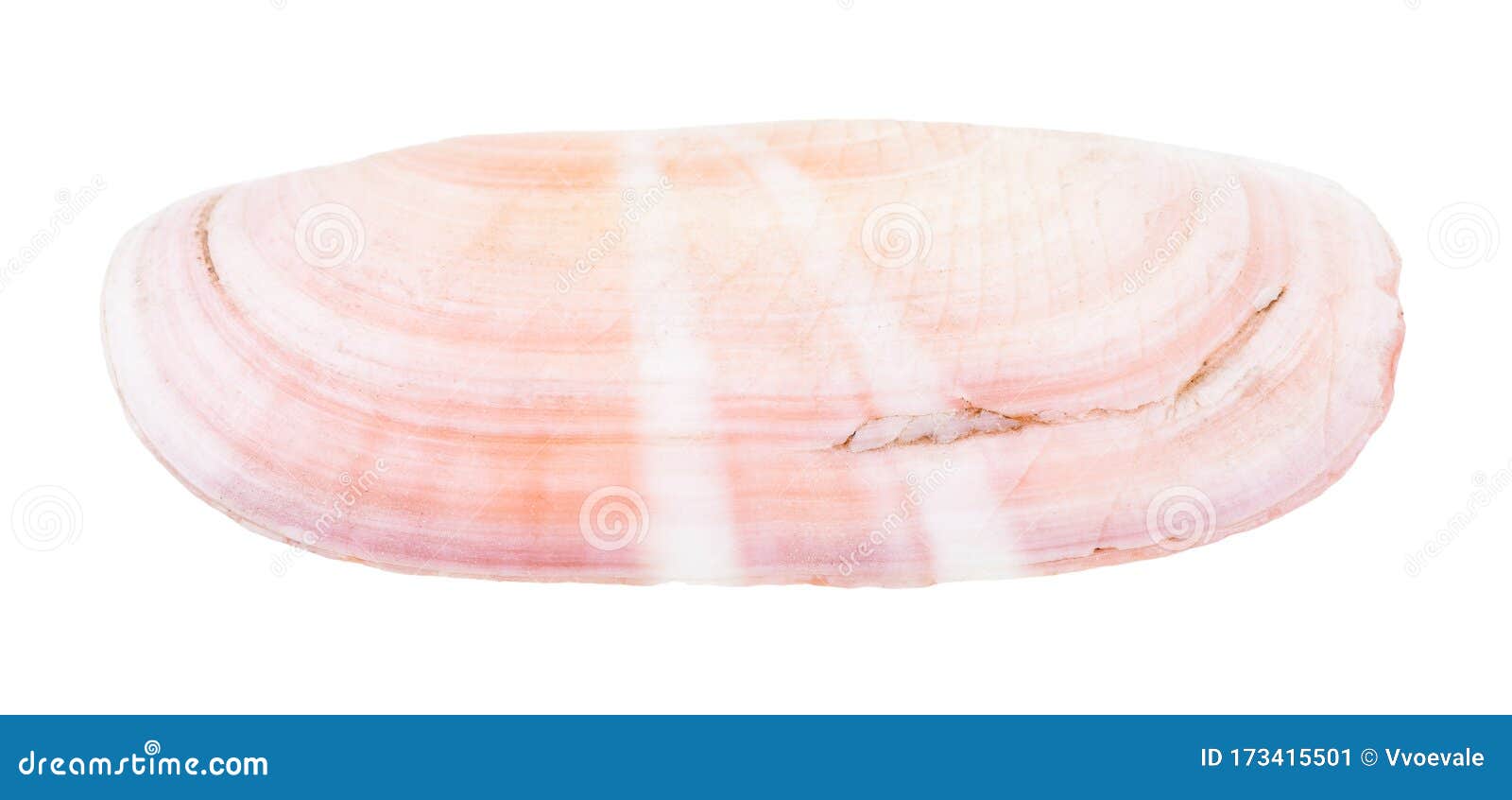 Pink Shell of Isolated on White Stock Image - Image of mollusc ...