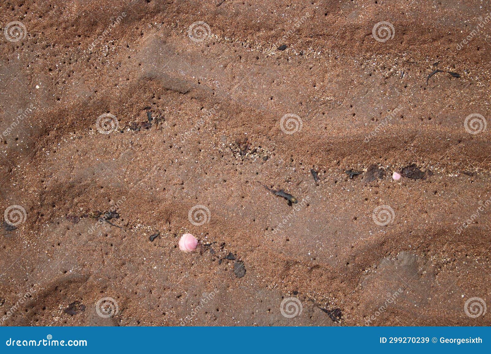 Pink Shell on Ripples in Sand on Seashore Stock Image - Image of waves ...