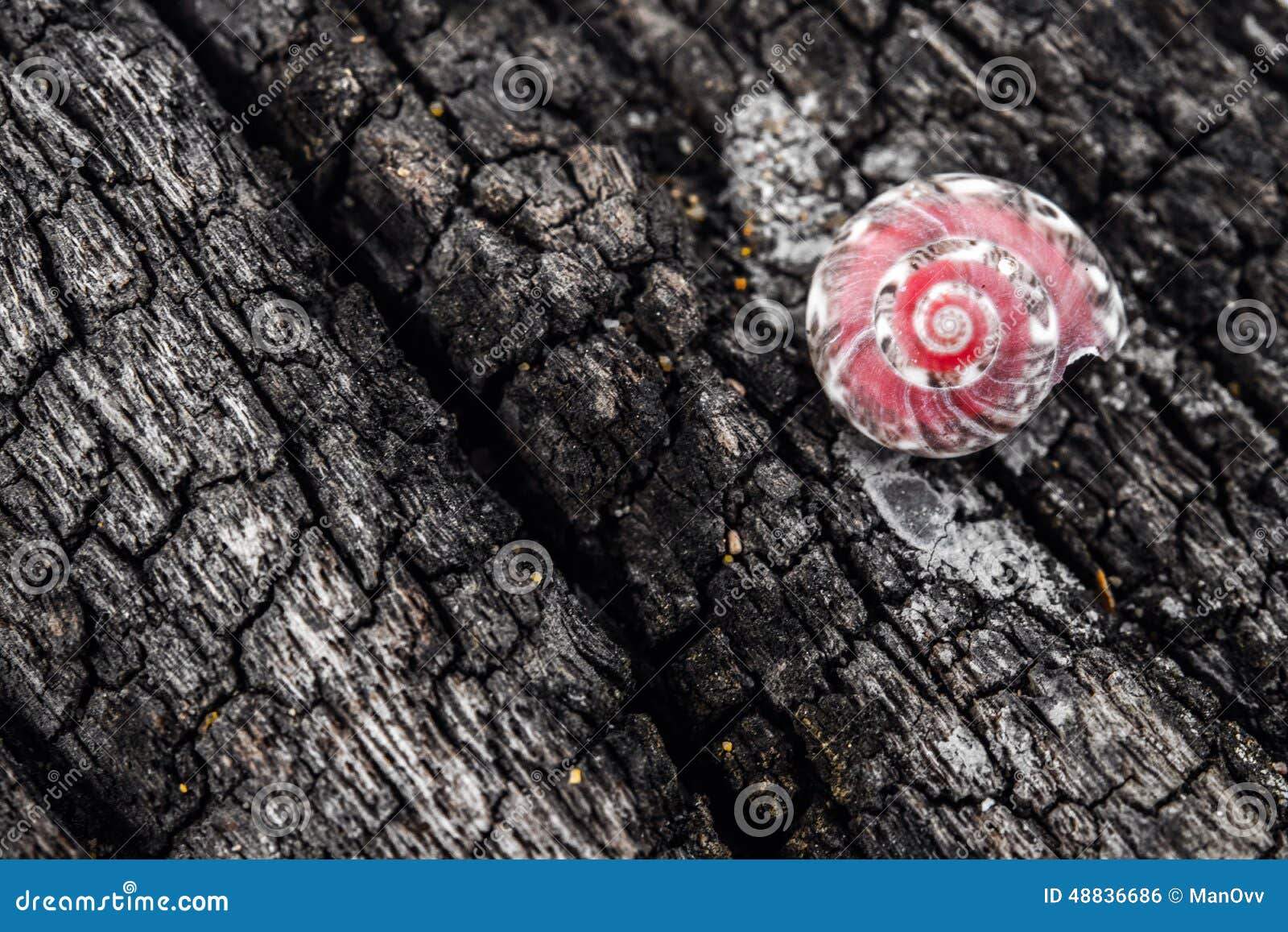 Shell In Tree With Sky Background Stock Image | CartoonDealer.com #95805679