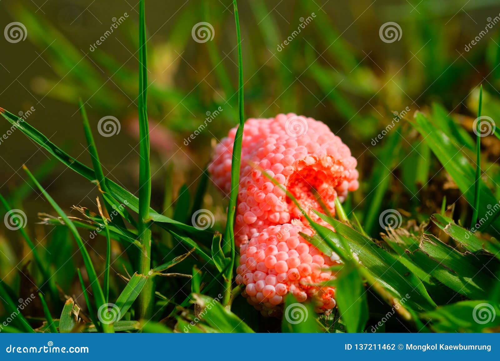 Close Up of Pink Shellfish Eggs on the Grass Stock Photo - Image of ...
