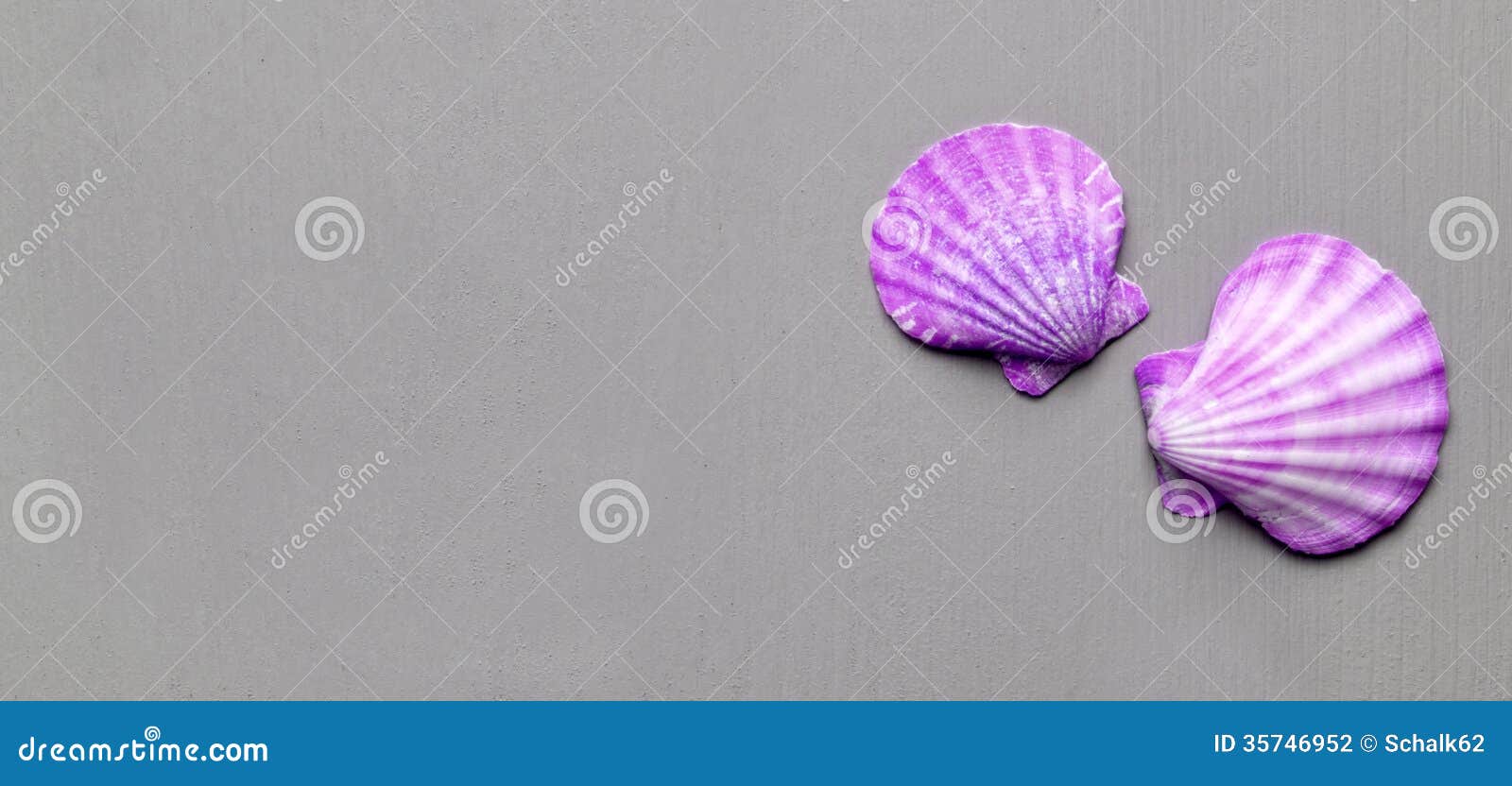 Pink shells stock photo. Image of beach, backdrop, symbol - 35746952