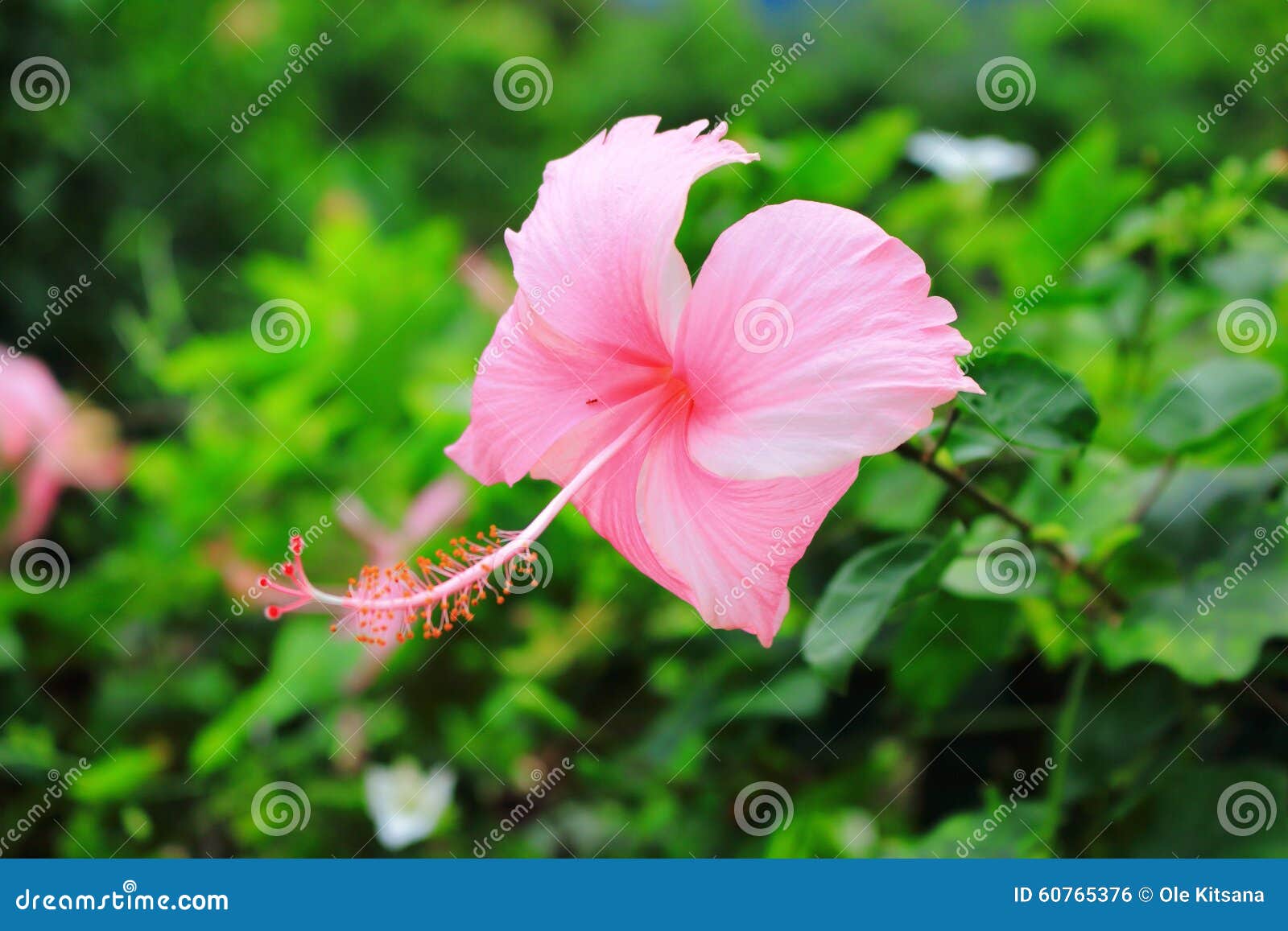 Pink shoe flower stock photo. Image of petal, hibiscus - 60765376