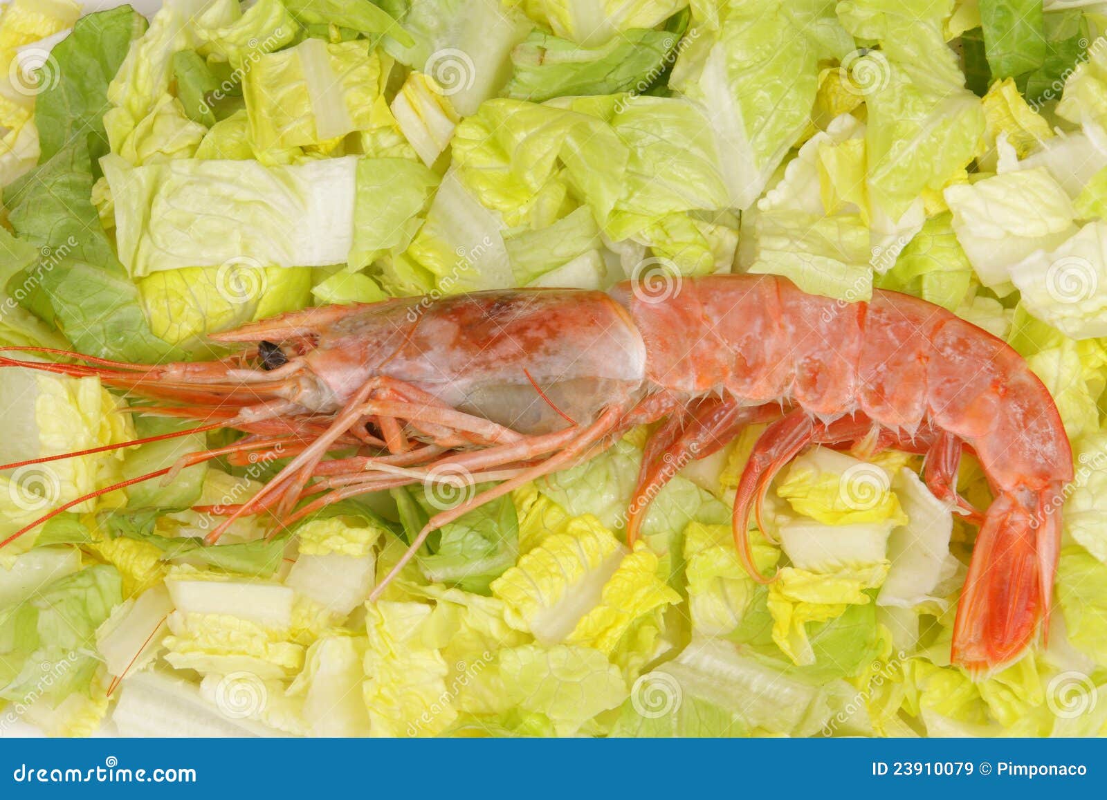 Pink shrimp 5 stock image. Image of target, pink, meal - 23910079