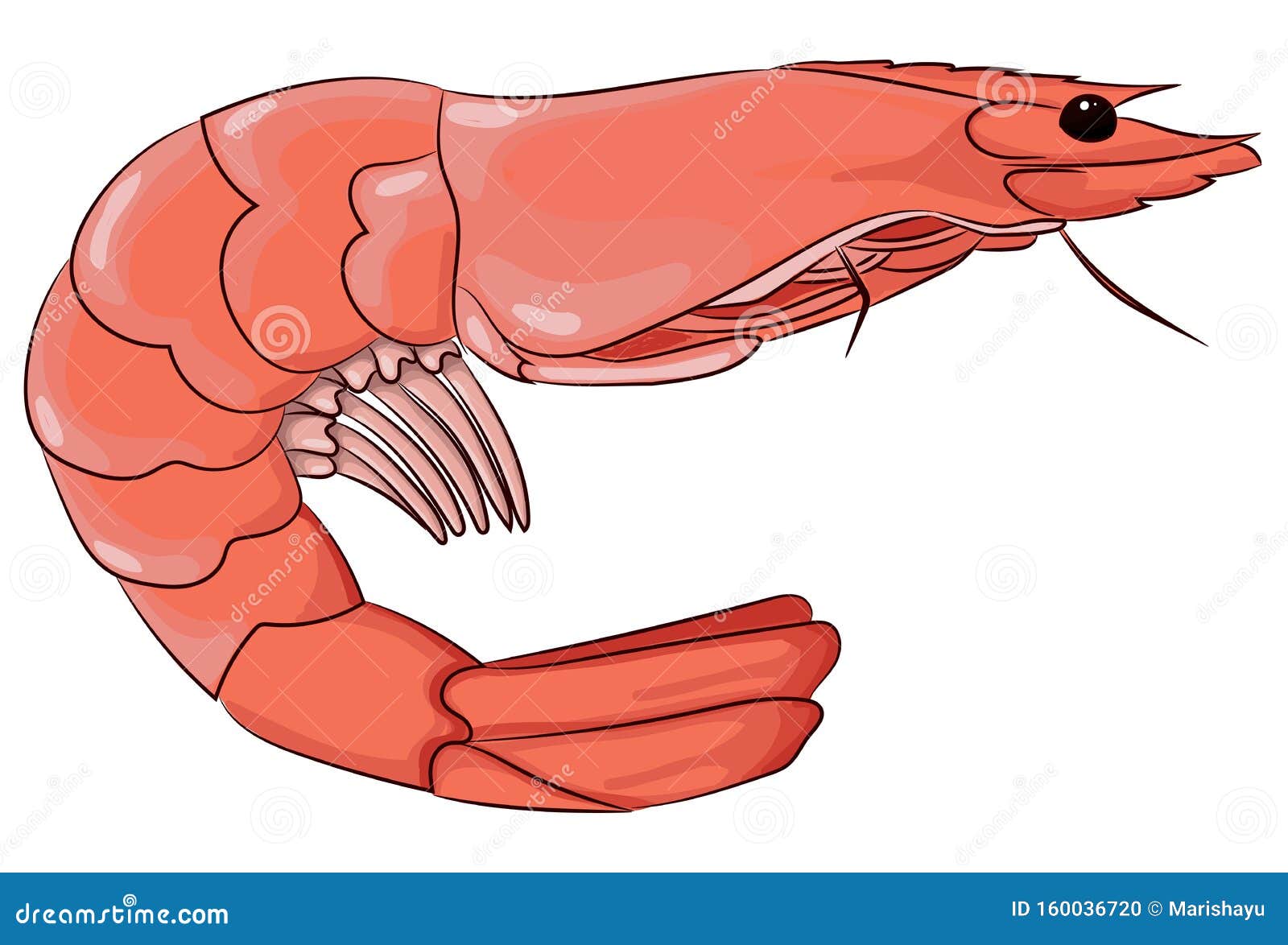 Pink Shrimp Hand Drawing Isolated Stock Vector - Illustration of ...