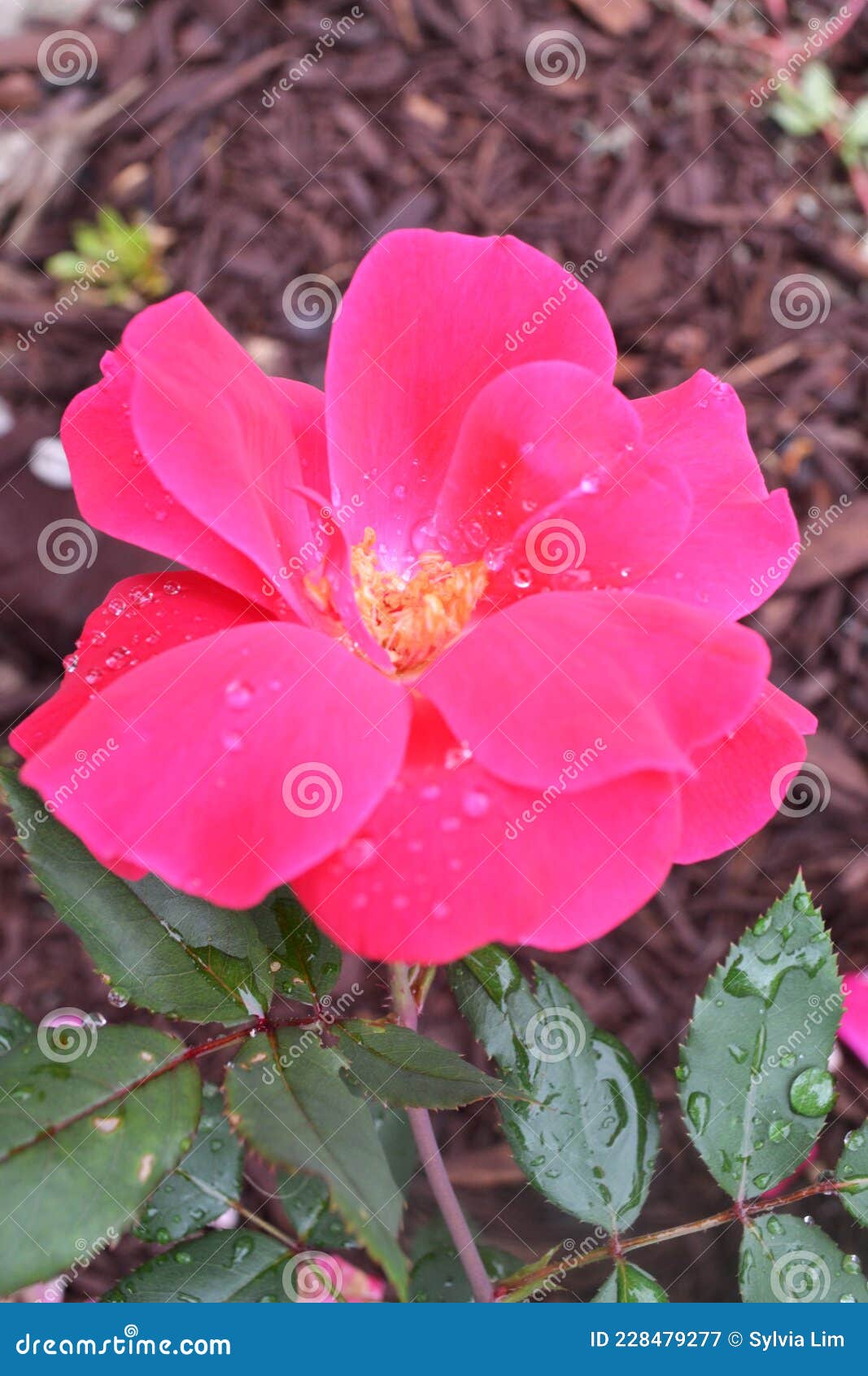 Pink Shrub Rose Blooms with Morning Dew Stock Image - Image of rose ...