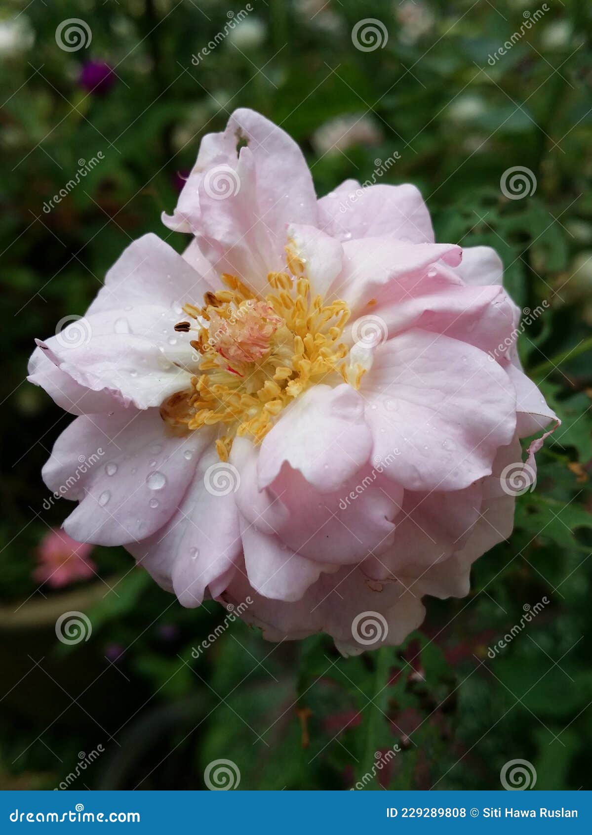 Pink Shrub Rose In The Garden Stock Photo | CartoonDealer.com #229289808