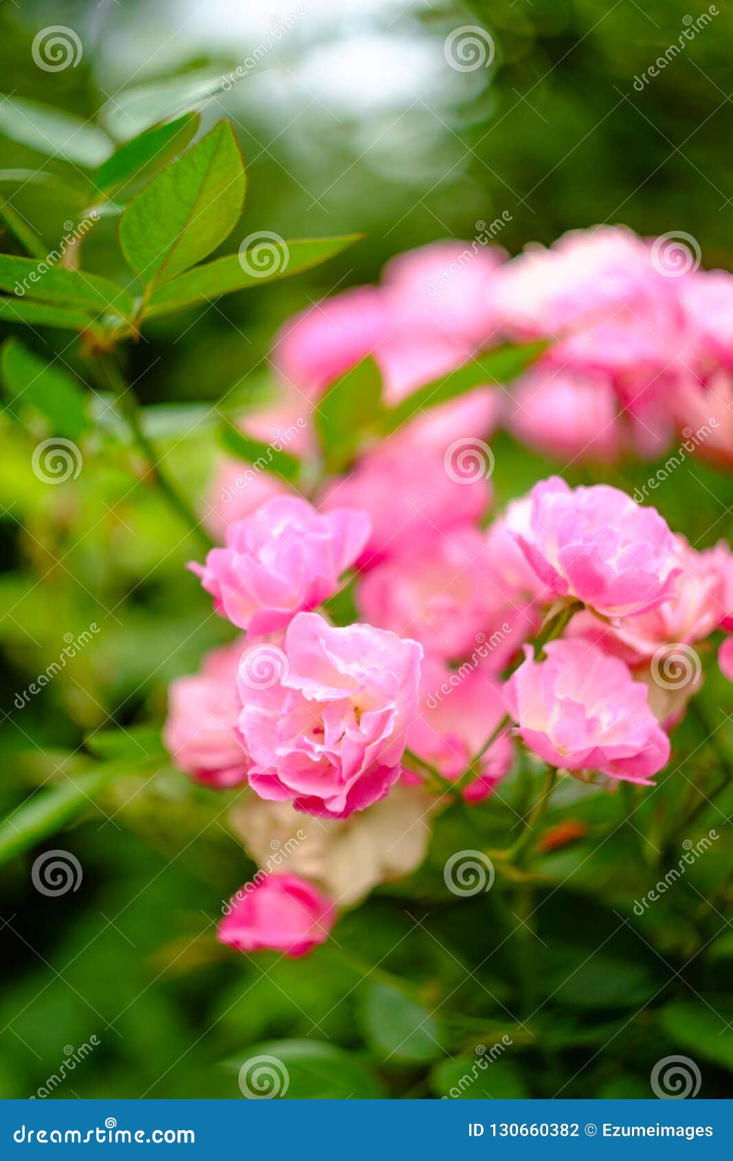 Pink Shrub Rose stock photo. Image of decorative, colors - 130660382