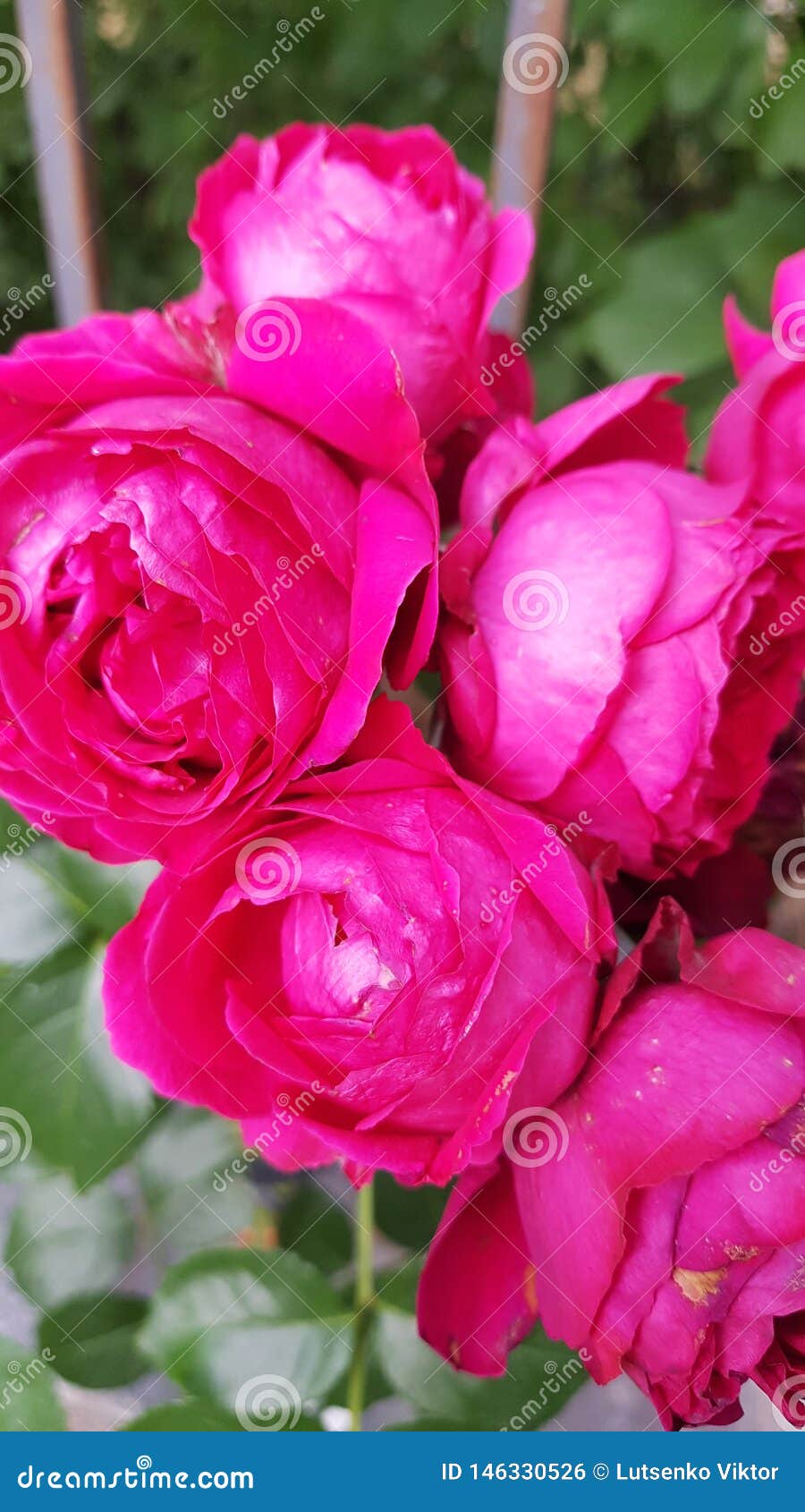 Cool pink shrub roses stock photo. Image of plant, season - 146330526