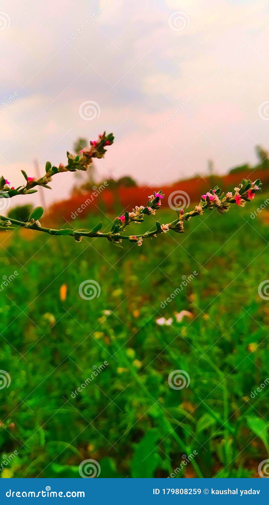 Pink shurb flower stock image. Image of environment - 179808259