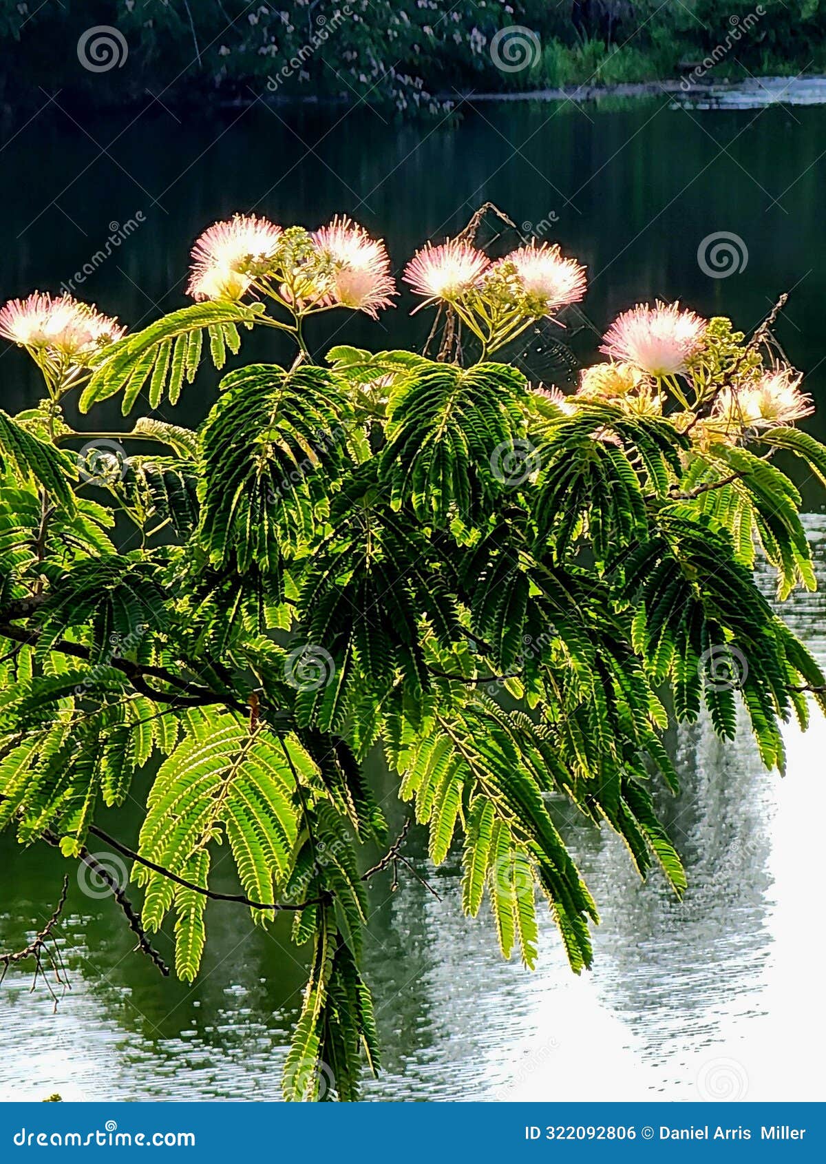 Pink Silk Mimosa Flower Nature Art Abstract Tree Stock Photo - Image of ...