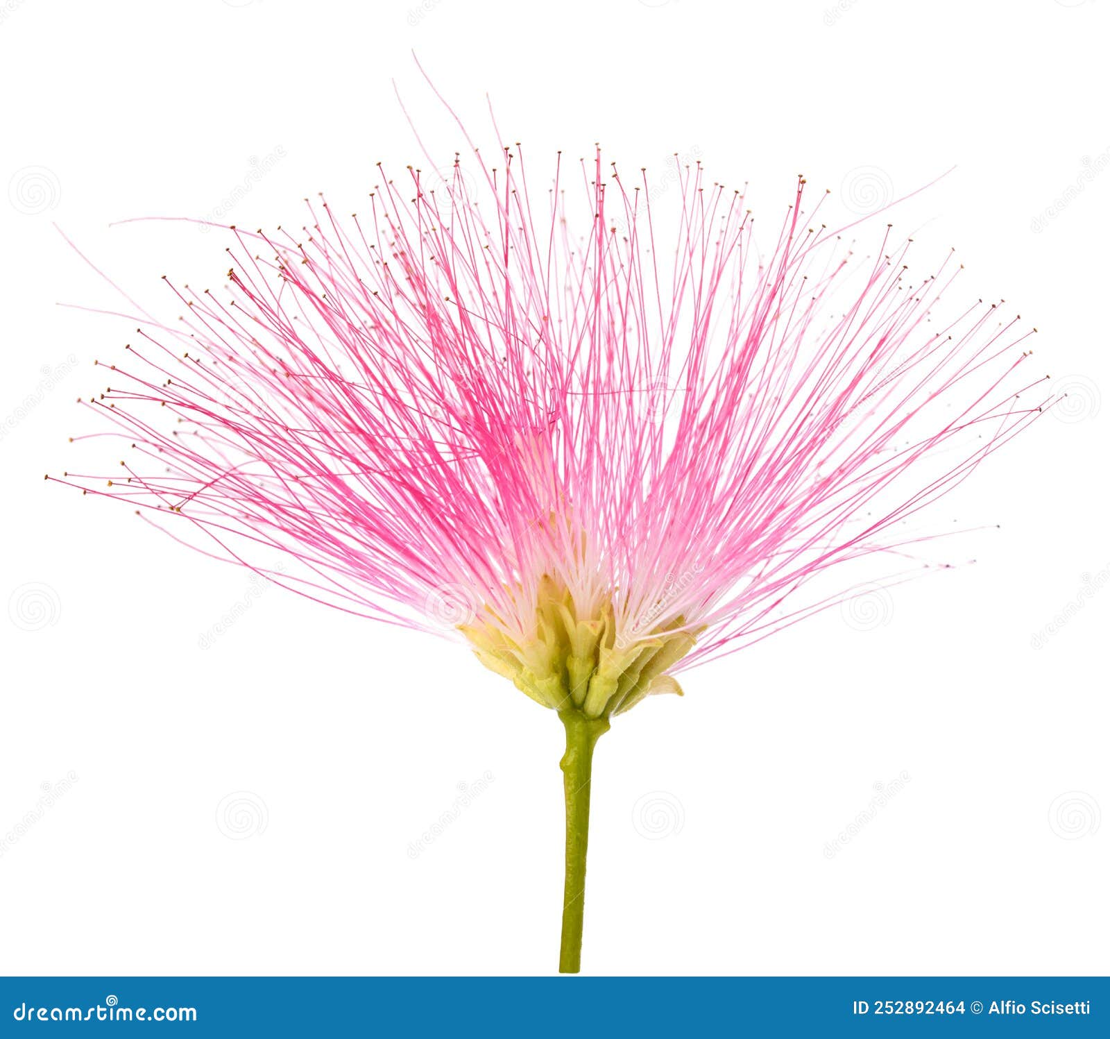 Silk Tree Flowers - Albizia Julibrissin Closeup. Stock Image ...