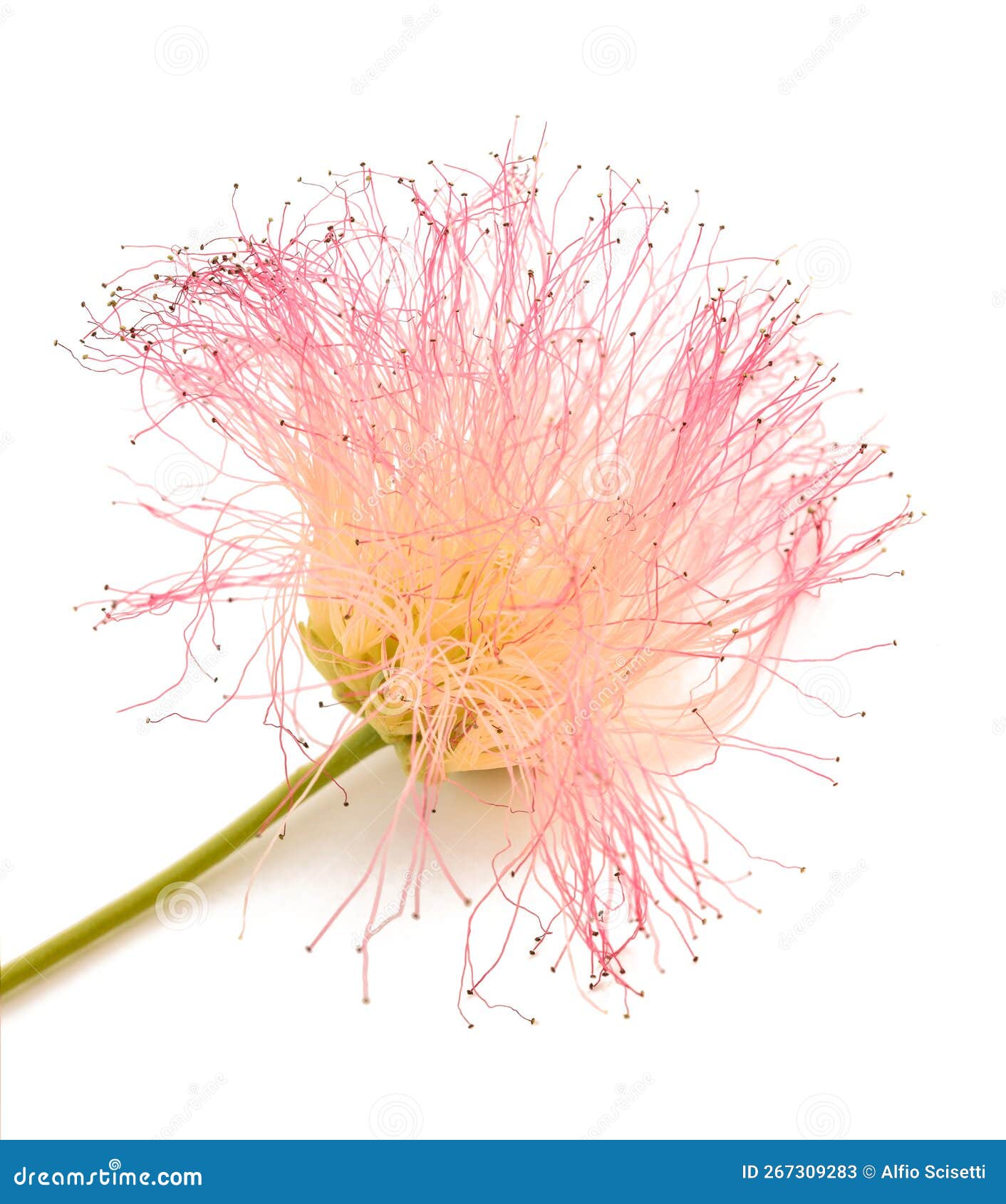 Pink silk tree flower stock image. Image of floral, silky - 267309283