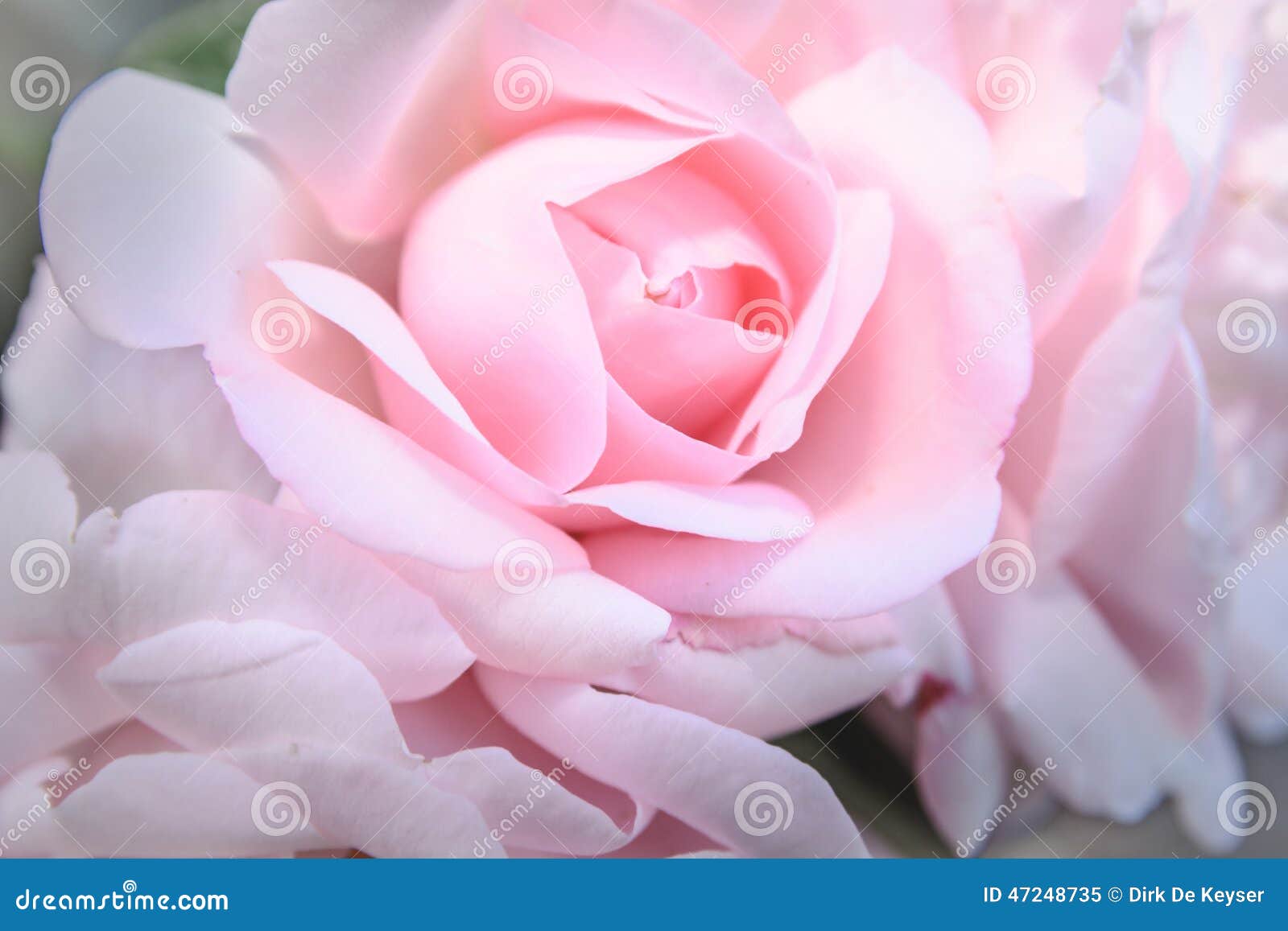Pink silky rose stock image. Image of valentine, cream - 47248735
