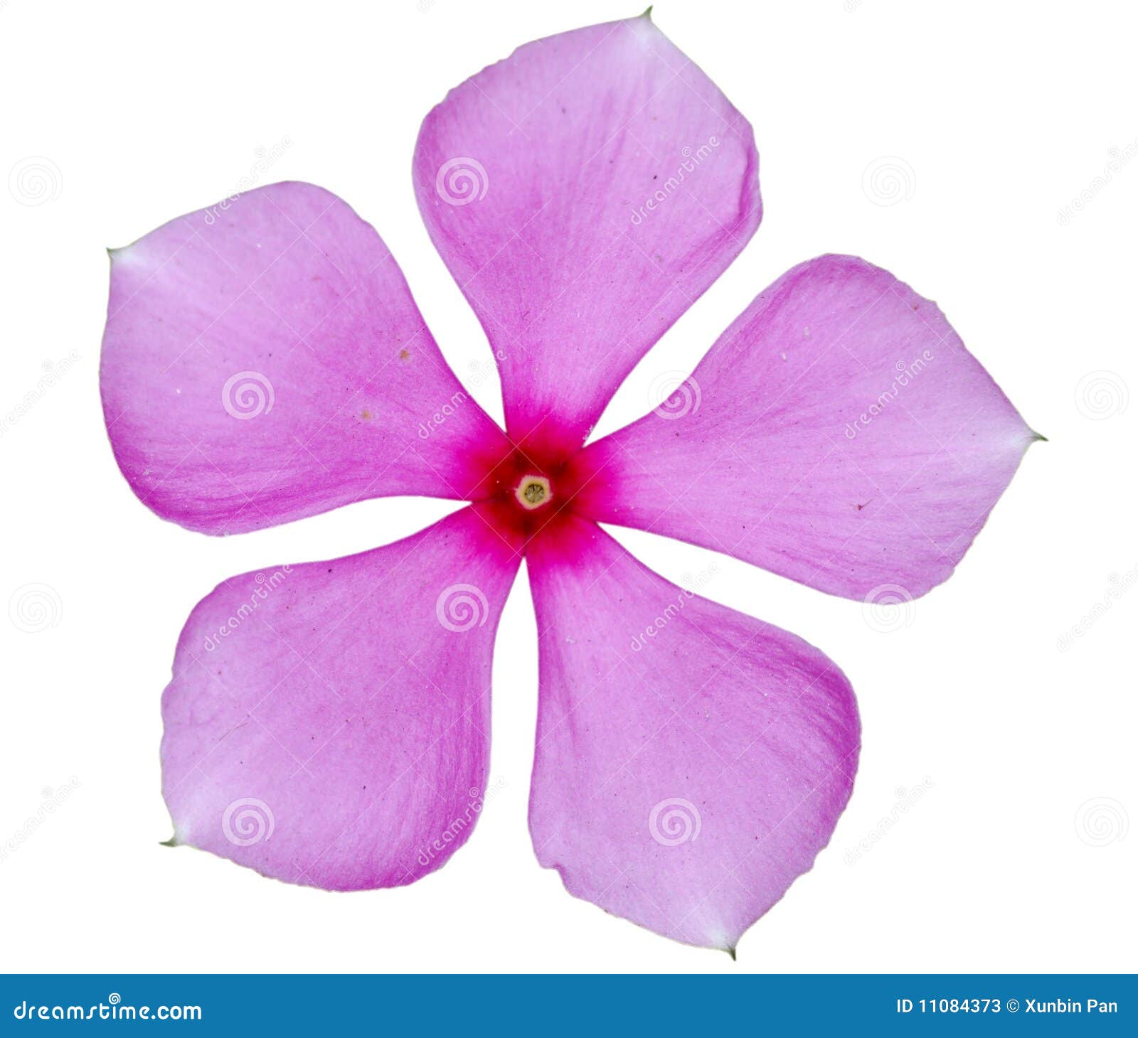 Pink single flower stock image. Image of closeup, petal - 11084373