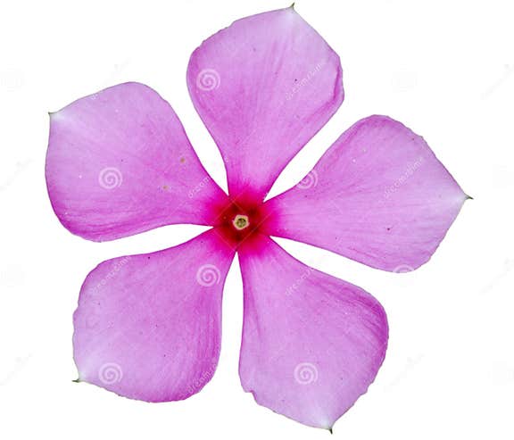Pink single flower stock image. Image of closeup, petal - 11084373