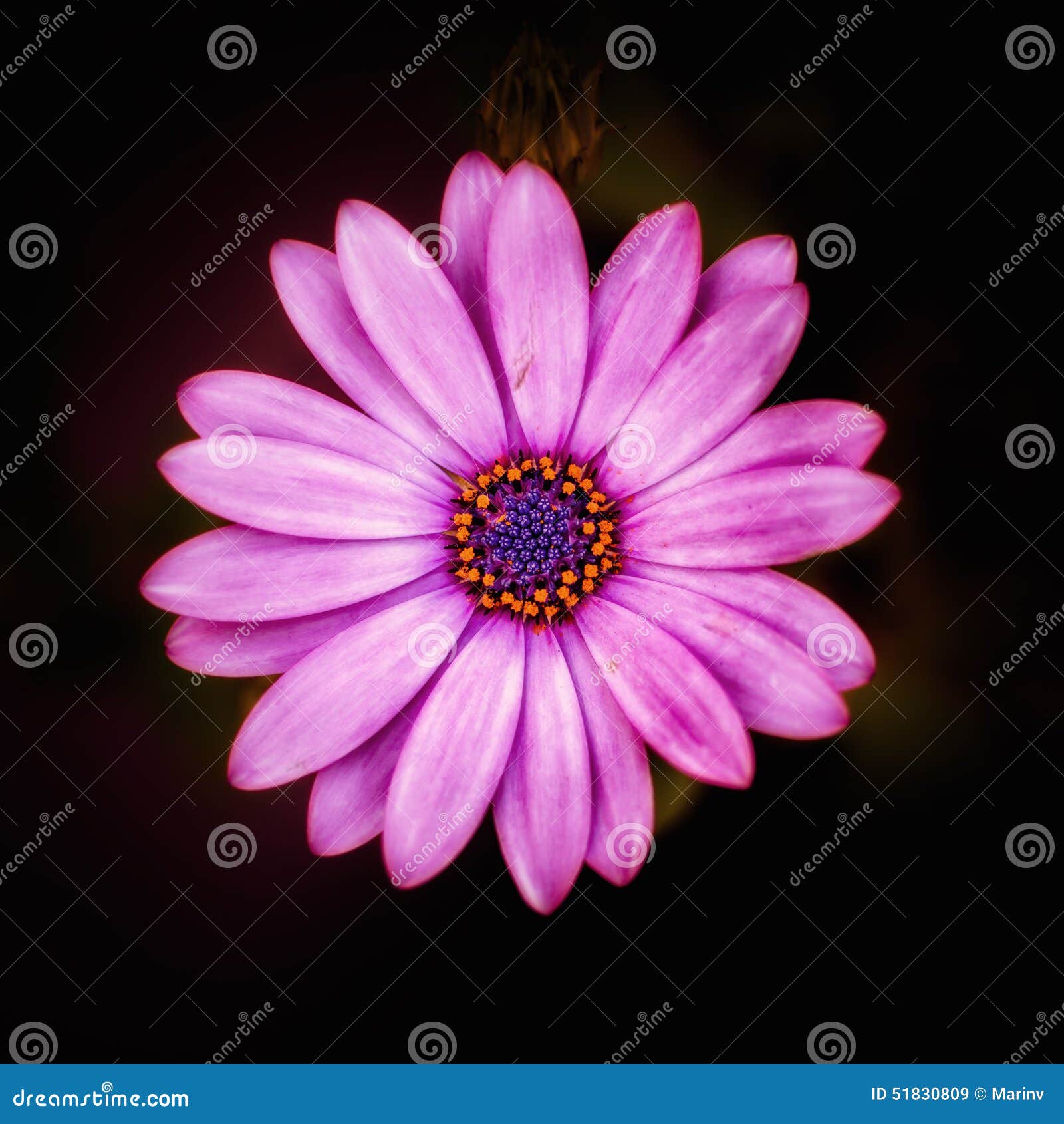 Pink Single Flower in Garden Blooming in Spring Stock Image - Image of ...