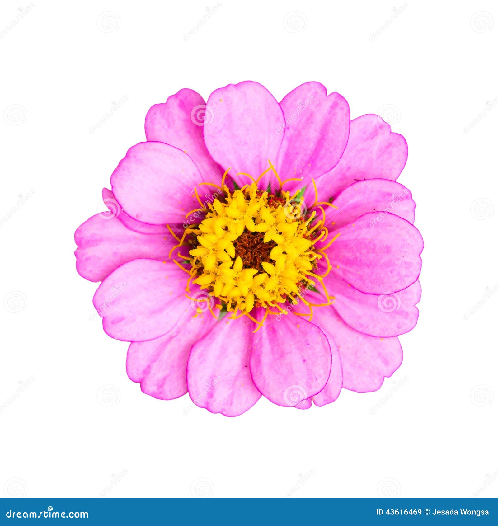 Pink Single Flower Isolated Stock Image - Image of flower, daisy: 43616469