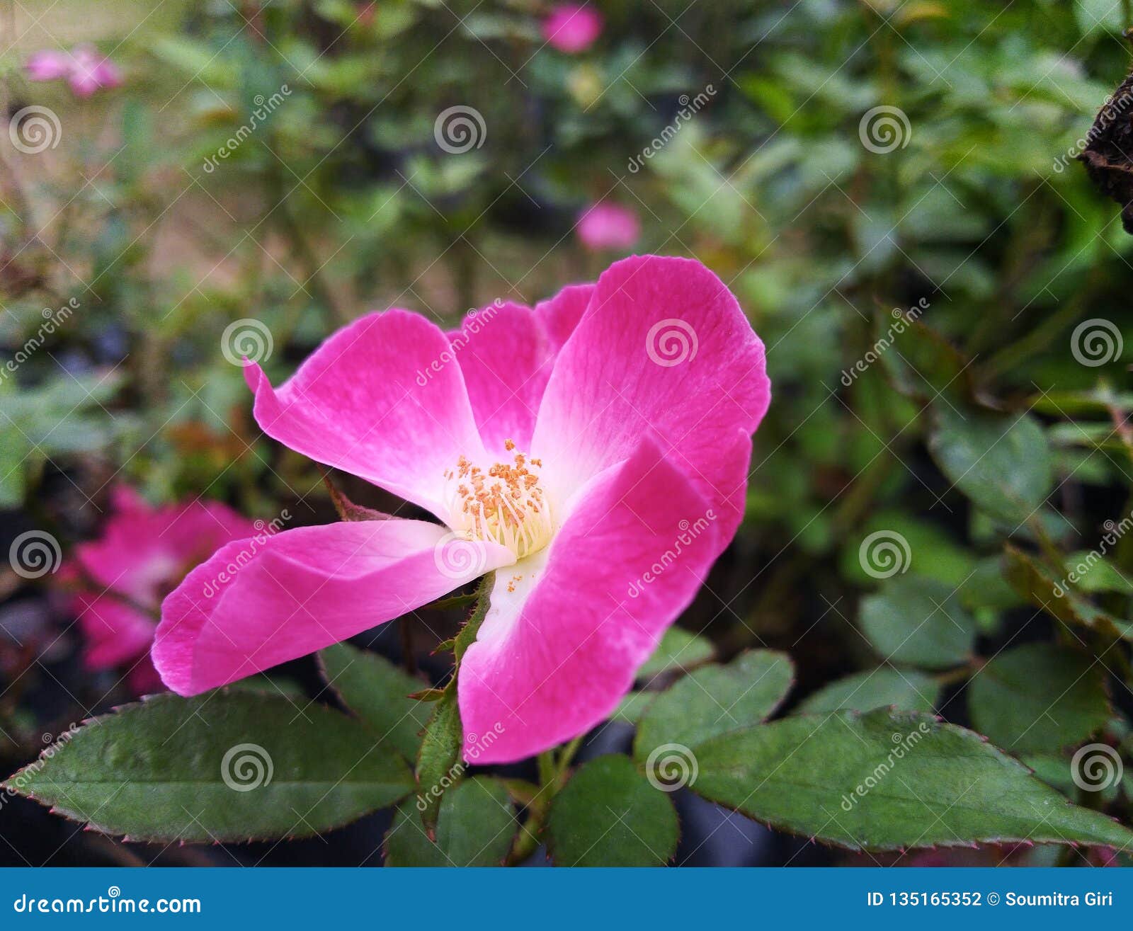 Pink Single-Petalled Rose stock photo. Image of rose - 135165352